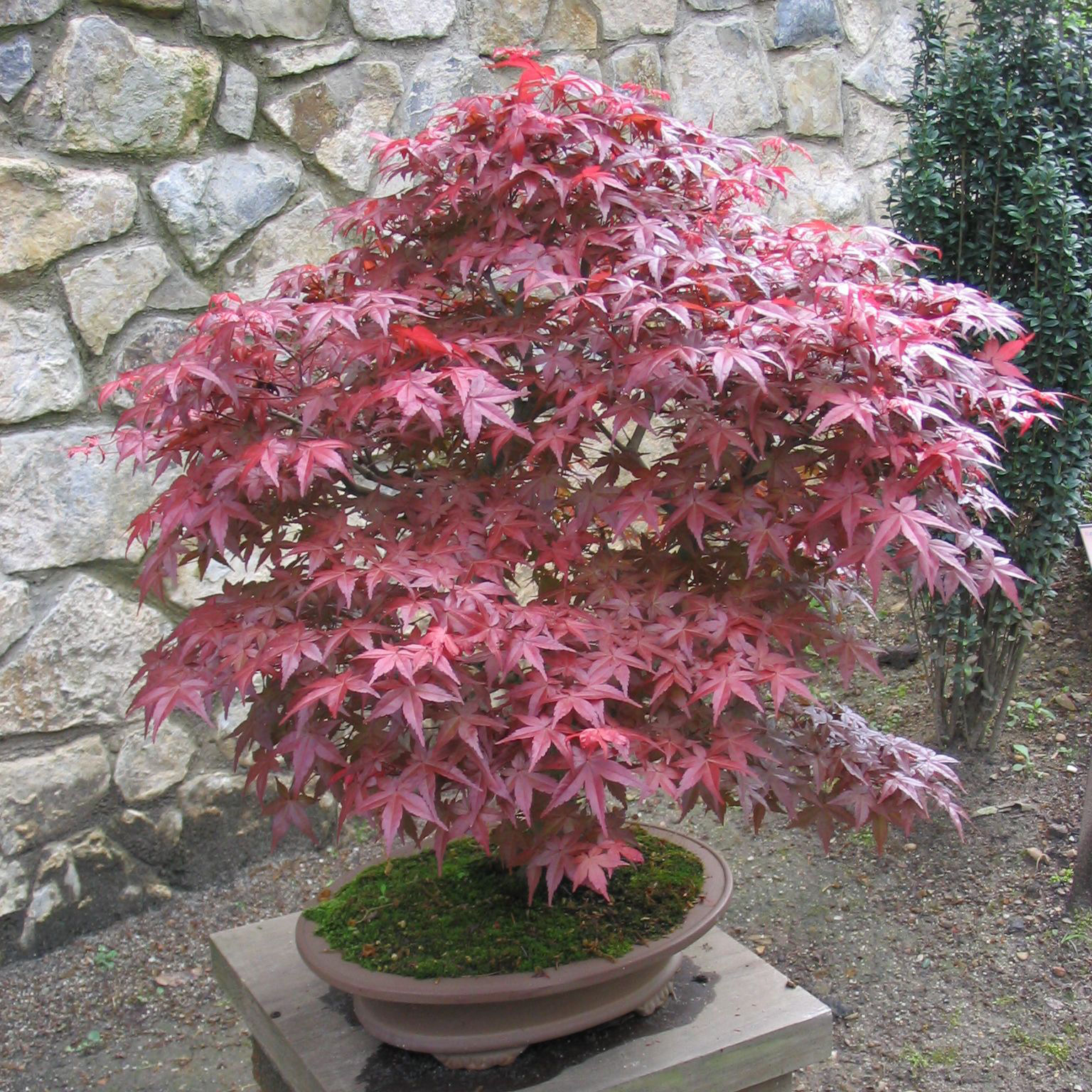 Arce japonés 'Atropurpureum' : venta Arce japonés 'Atropurpureum ...