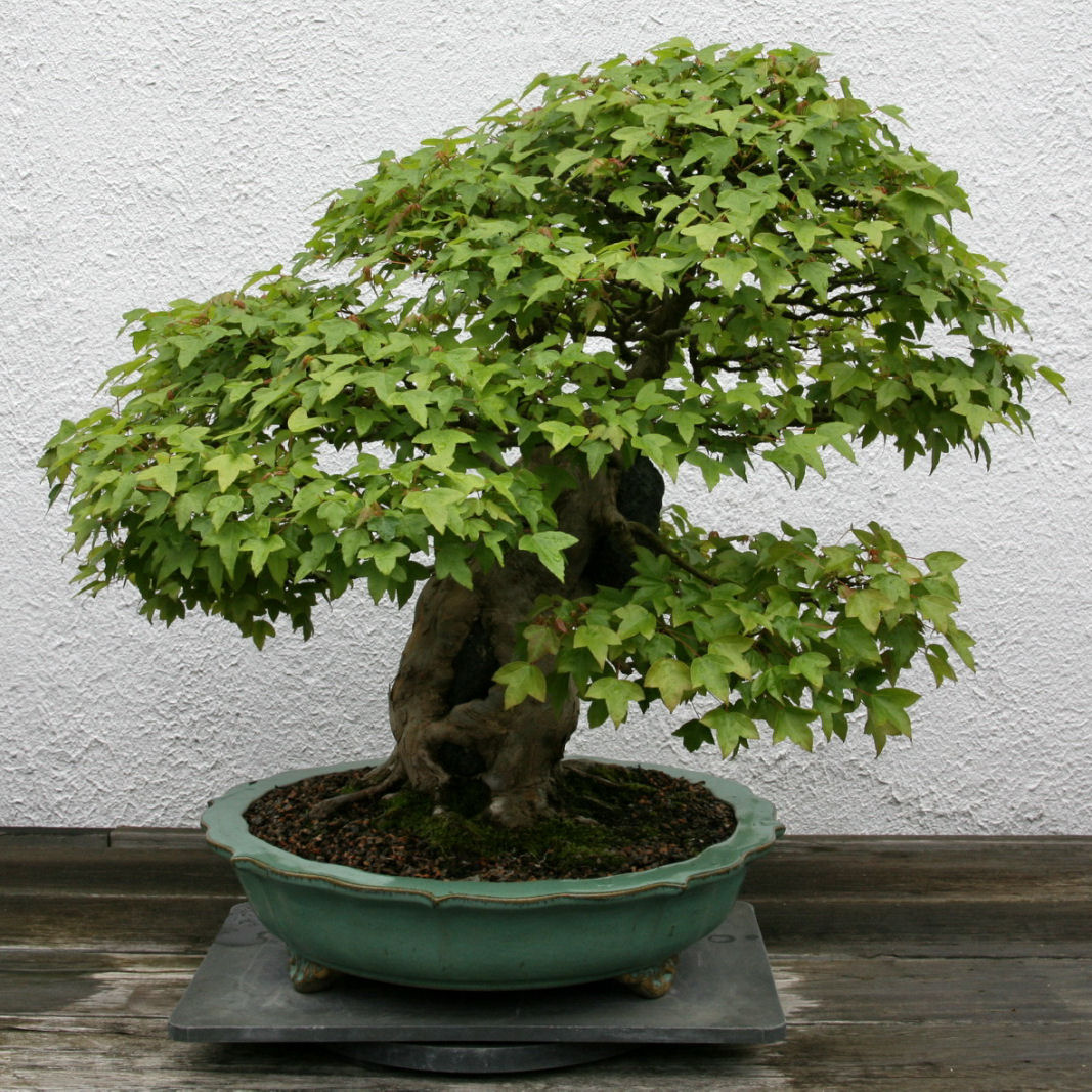 Arce tridente : venta Arce tridente / Acer buergerianum