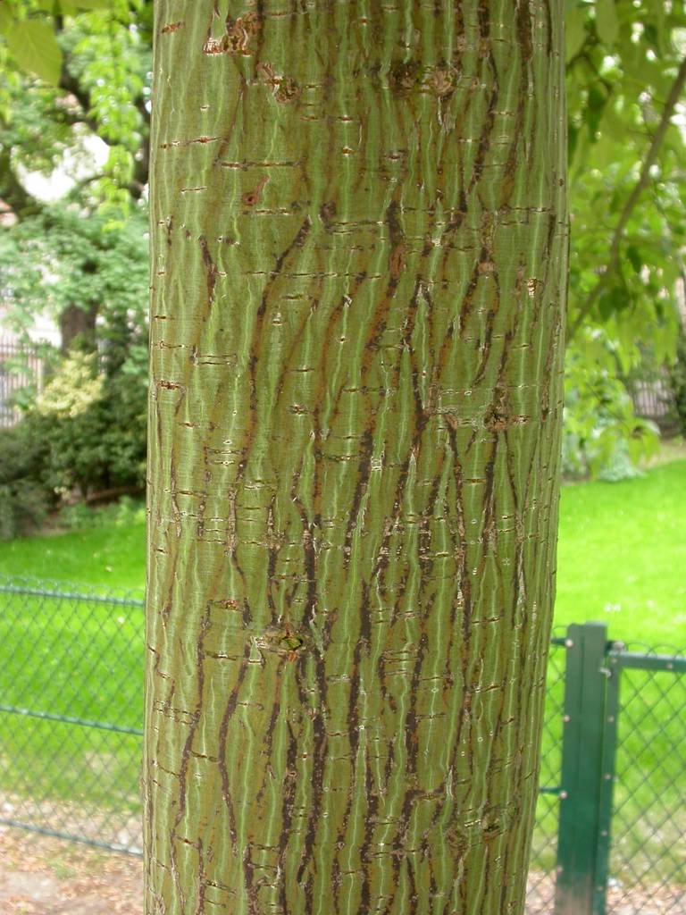 Arce de David : venta Arce de David / Acer davidii