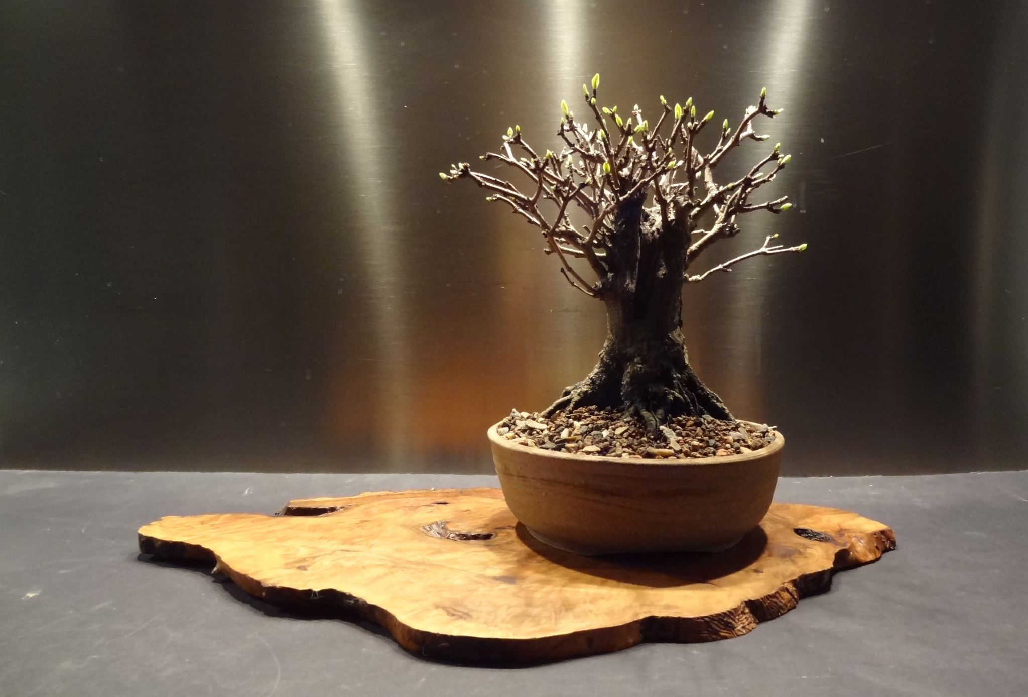 Arce del amor : venta Arce del amor / Acer ginnala