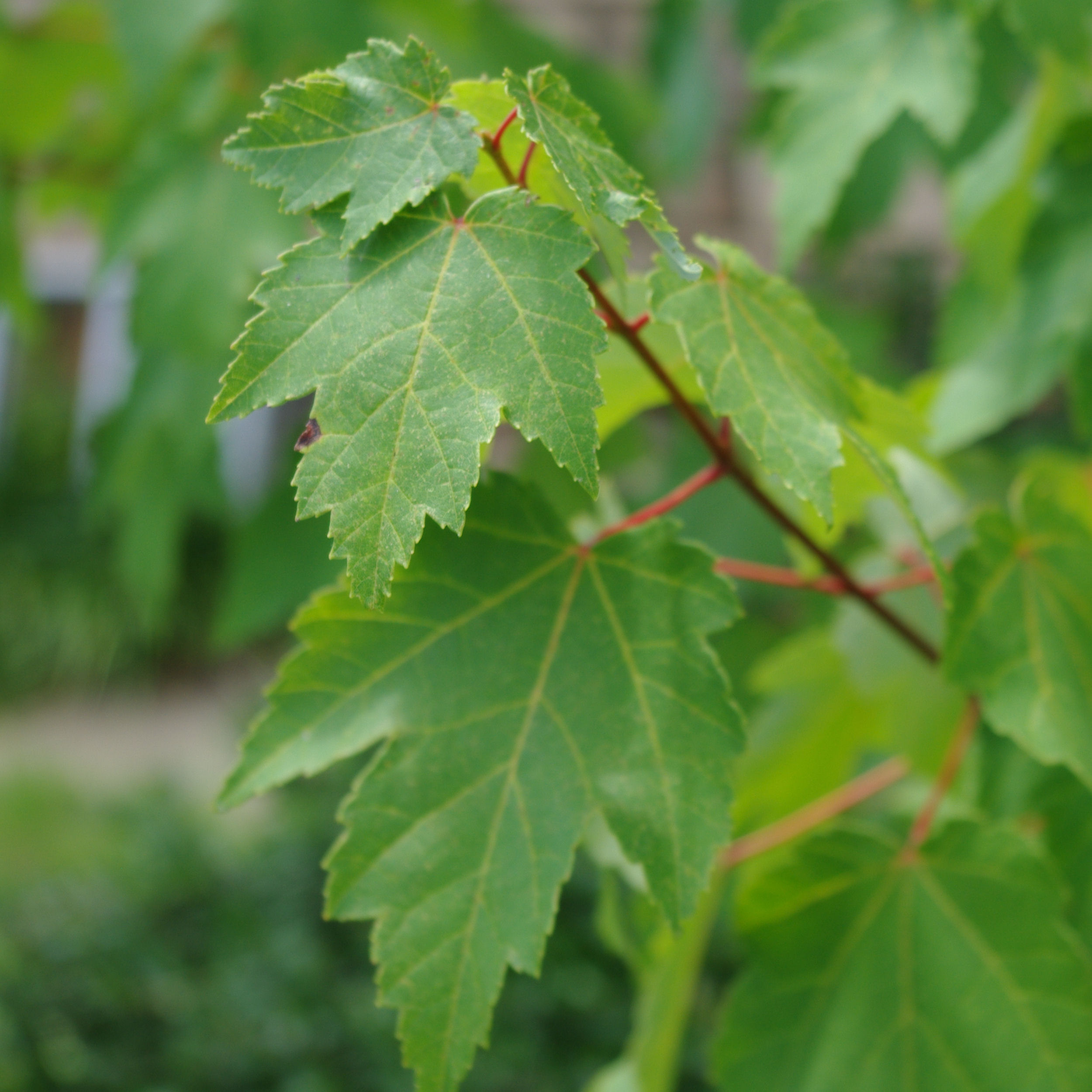 Arce rojo : venta Arce rojo / Acer rubrum
