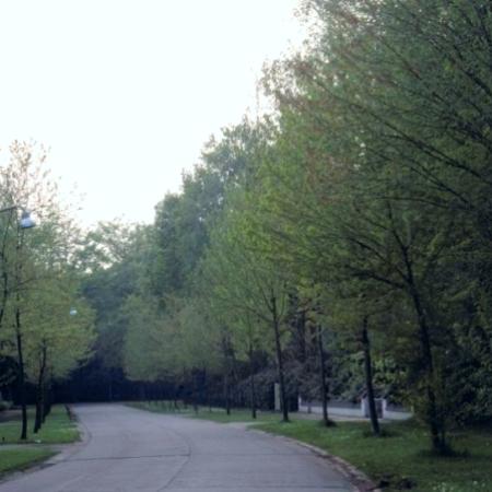 Arce rojo : venta Arce rojo / Acer rubrum