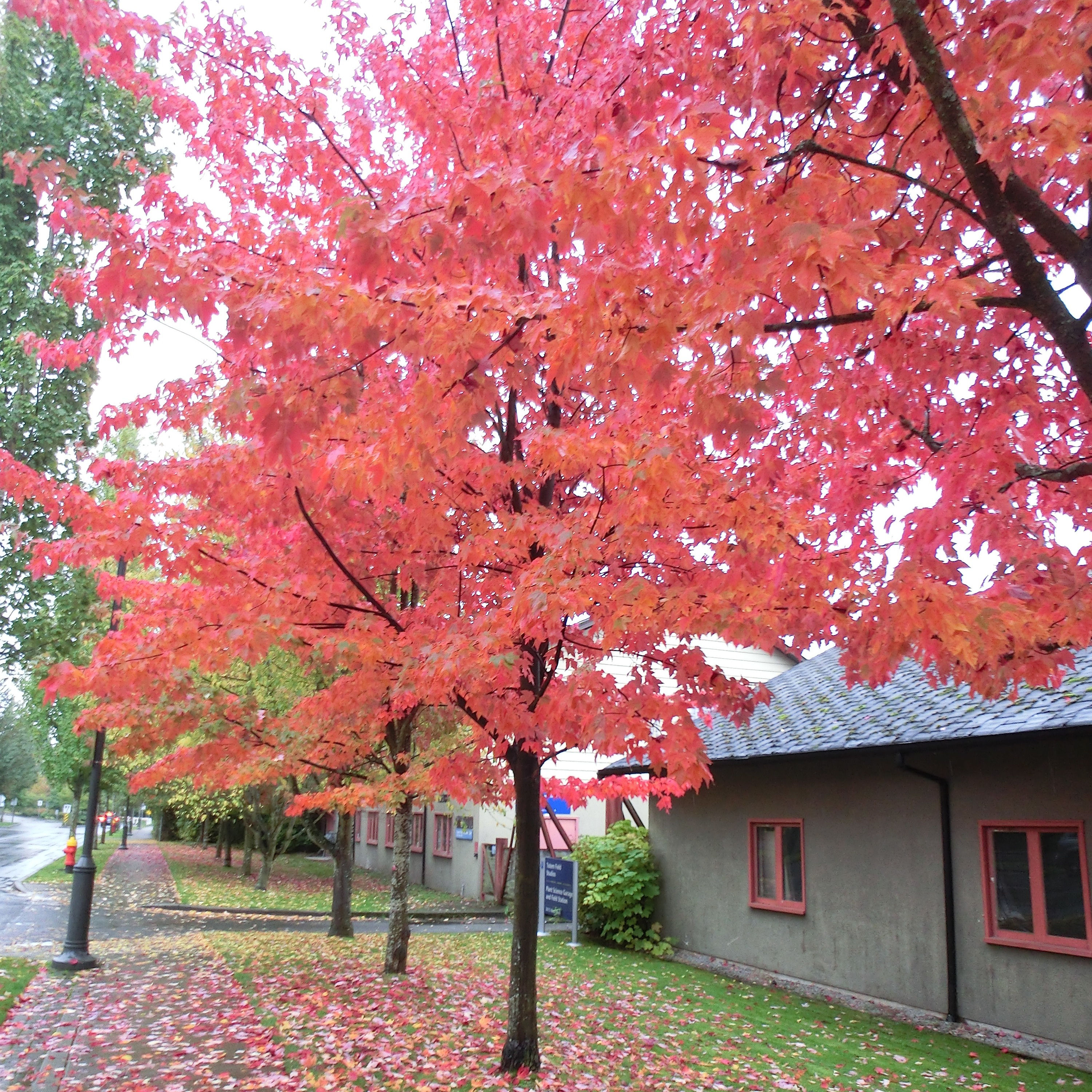 Arce rojo : venta Arce rojo / Acer rubrum