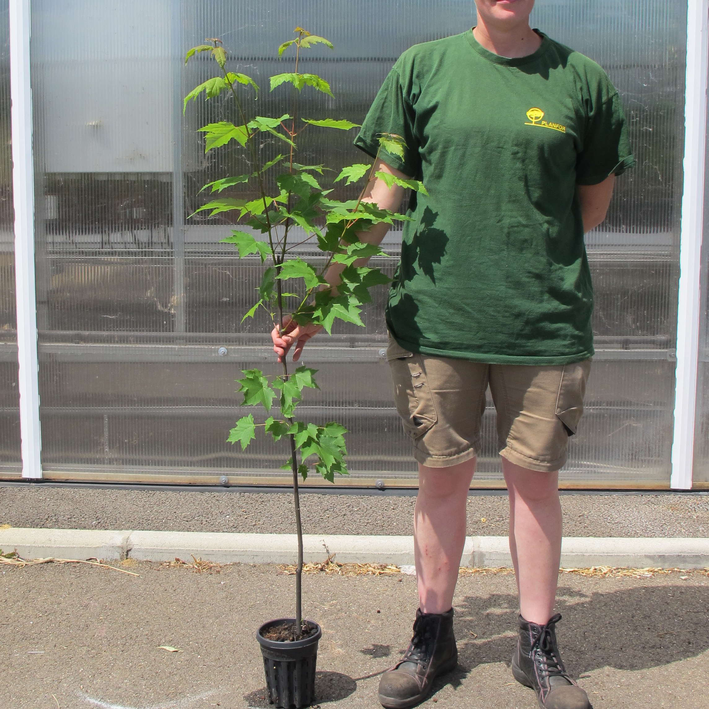 Arce rojo : venta Arce rojo / Acer rubrum