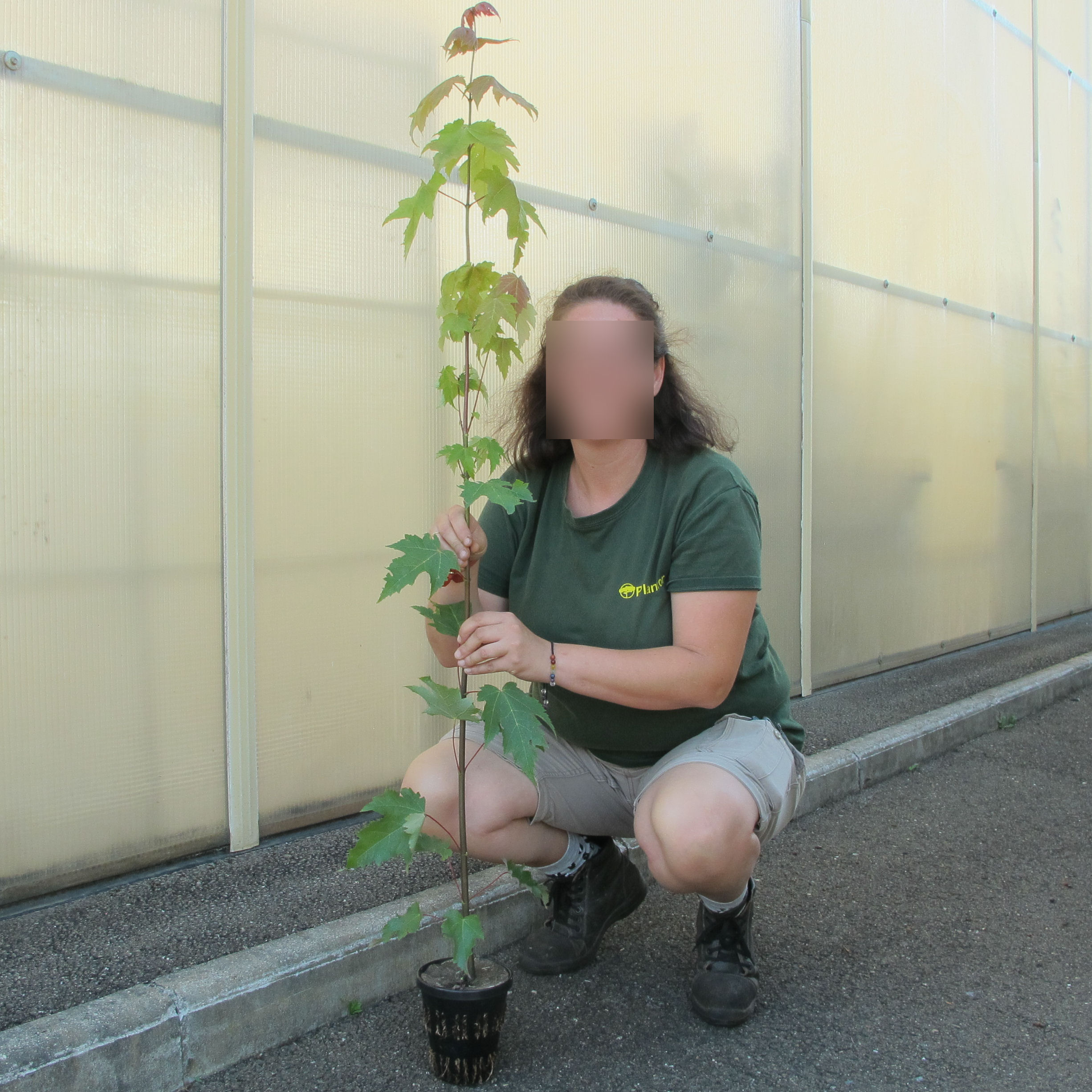 Arce rojo : venta Arce rojo / Acer rubrum