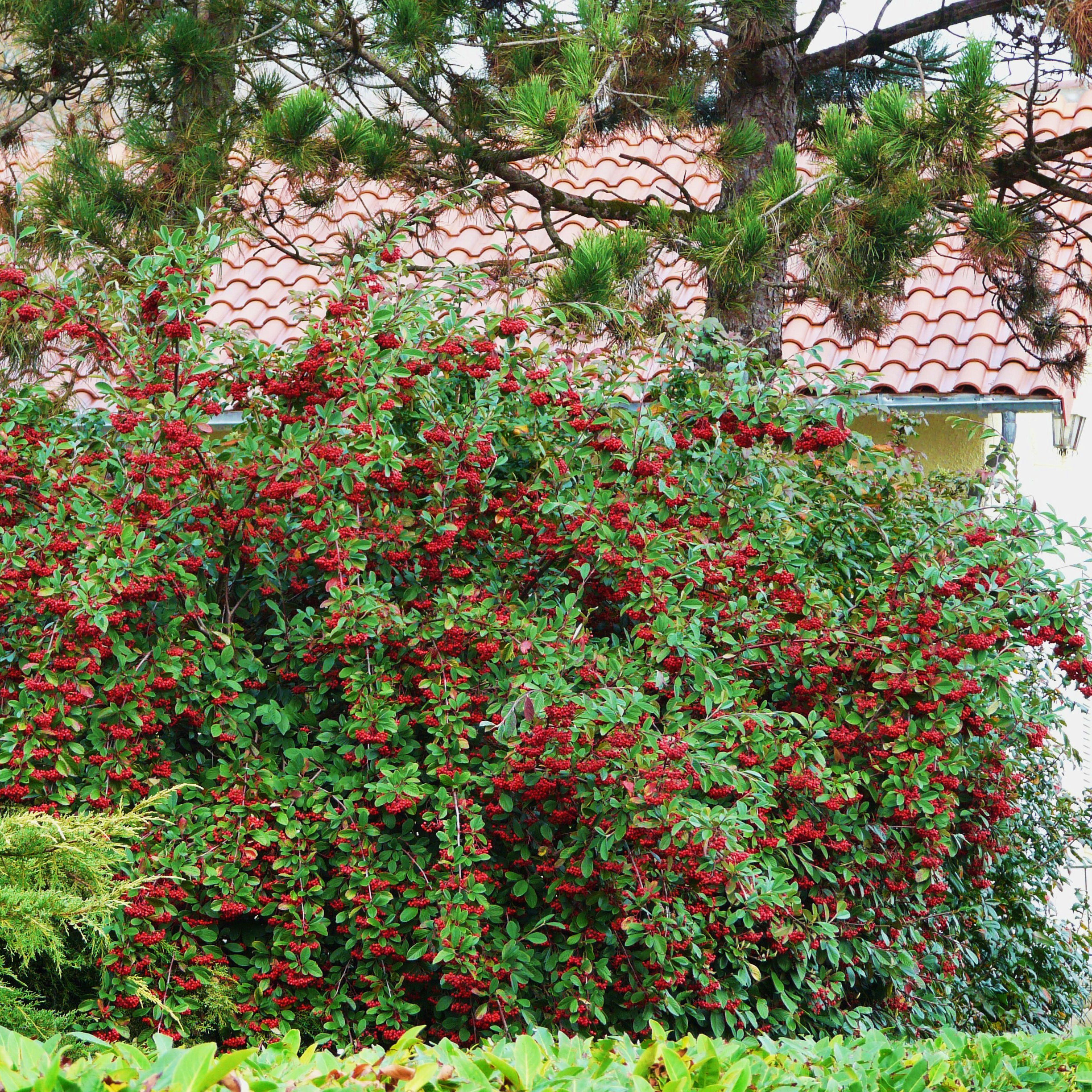 Cotoneaster lacteus : venta Cotoneaster lacteus / Cotoneaster lacteus