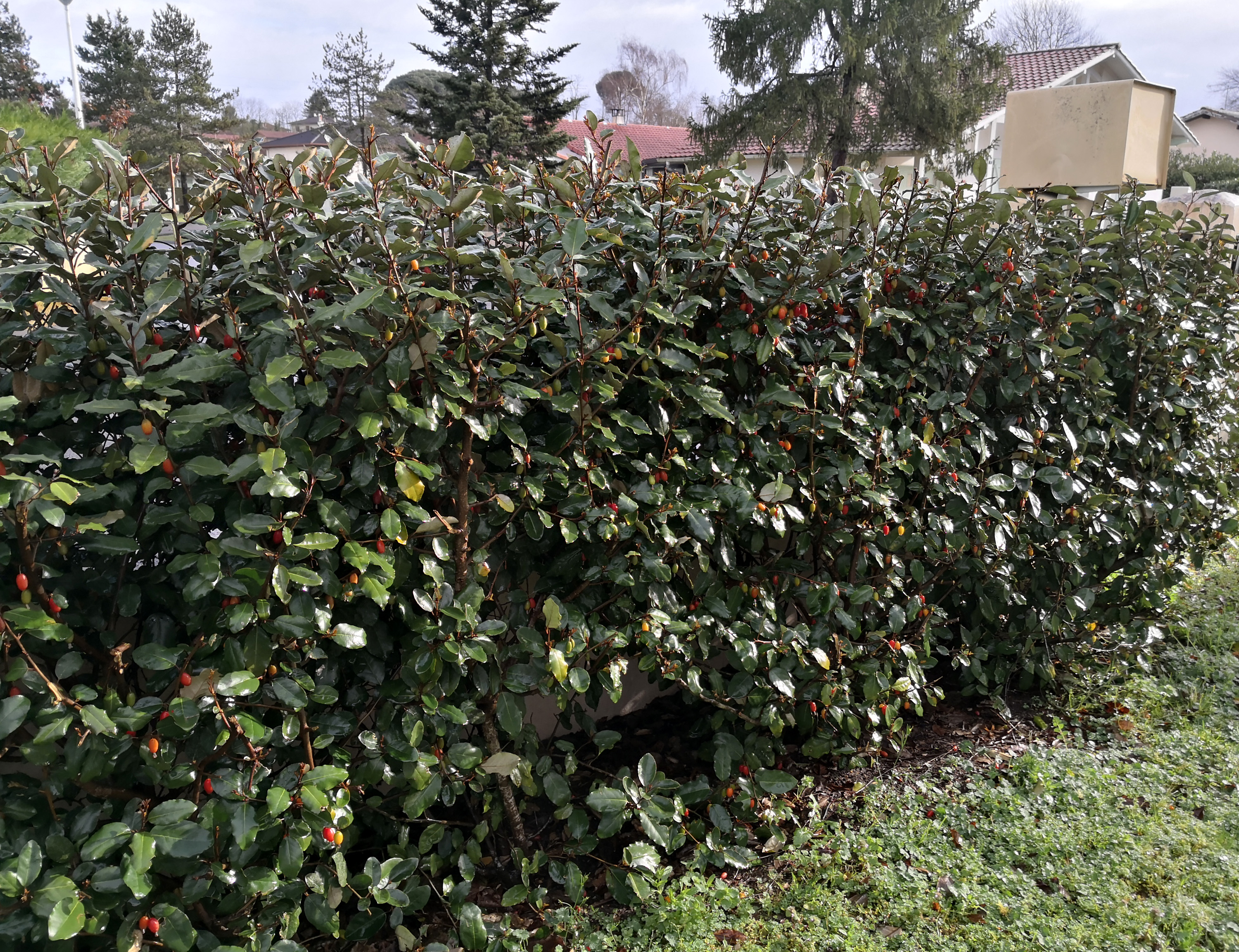 Eleagnus ebbingei : venta Eleagnus ebbingei / Elaeagnus ebbingei