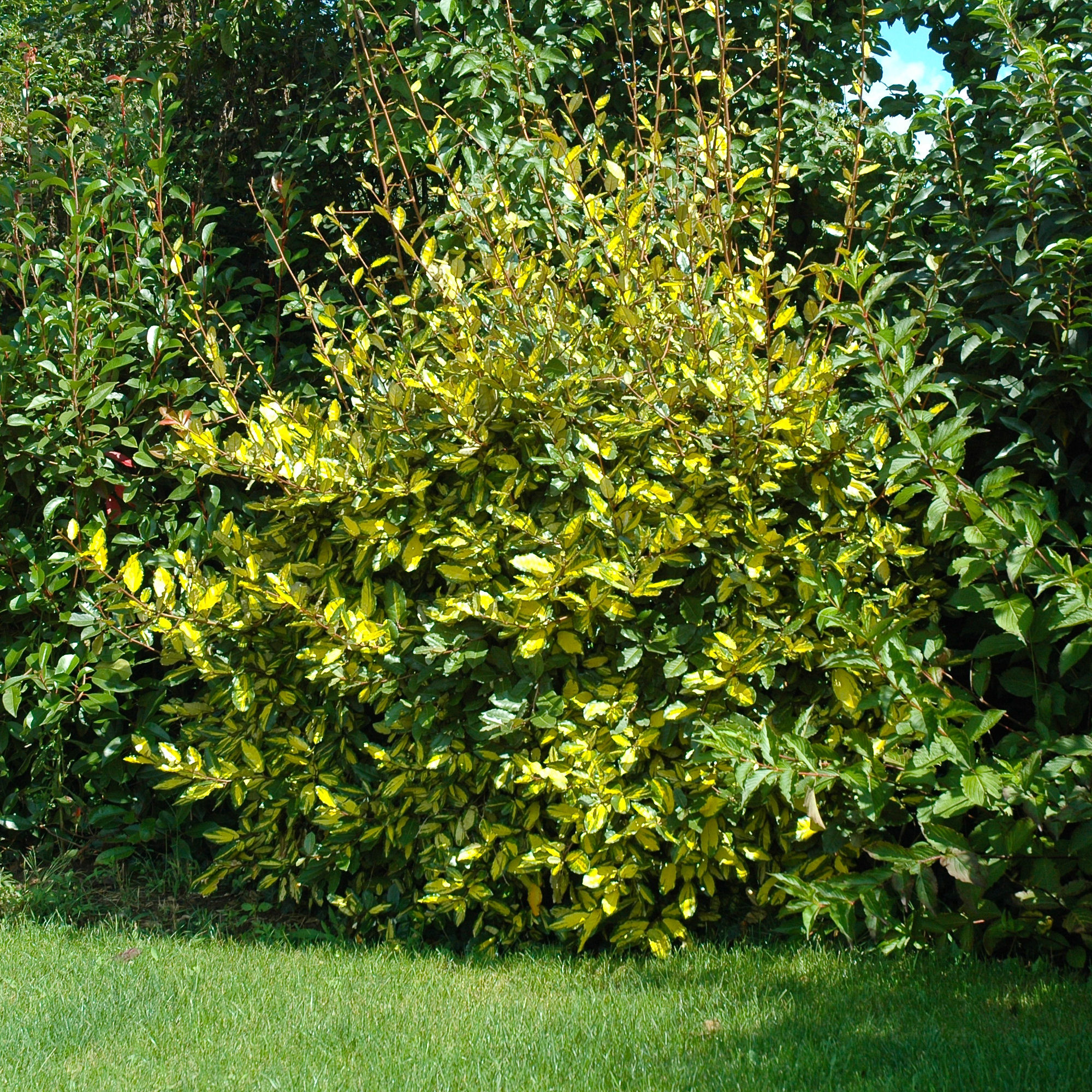 Eleagnus ebbingei 'Limelight' : venta Eleagnus ebbingei 'Limelight ...