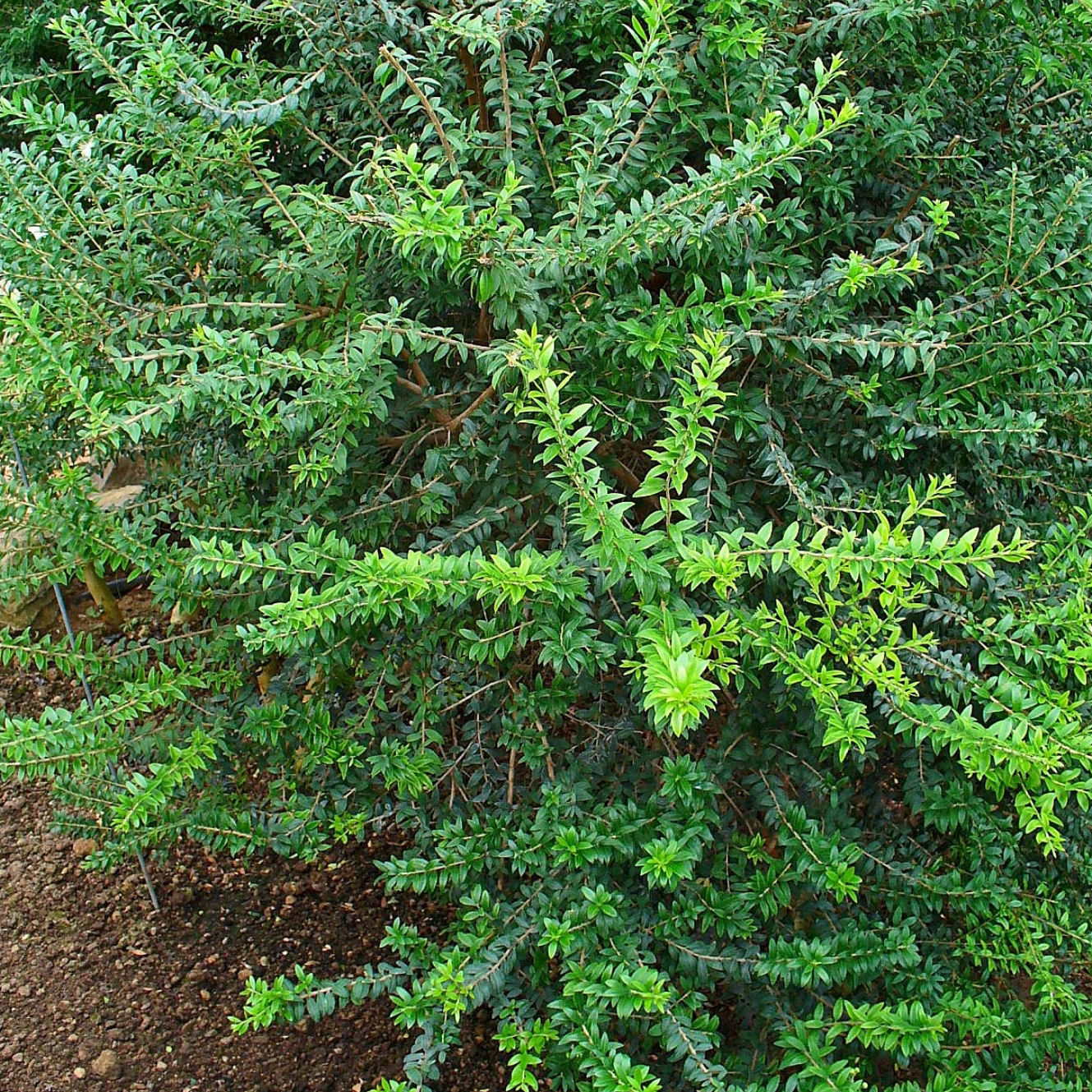 Mirto : venta Mirto / Myrtus communis