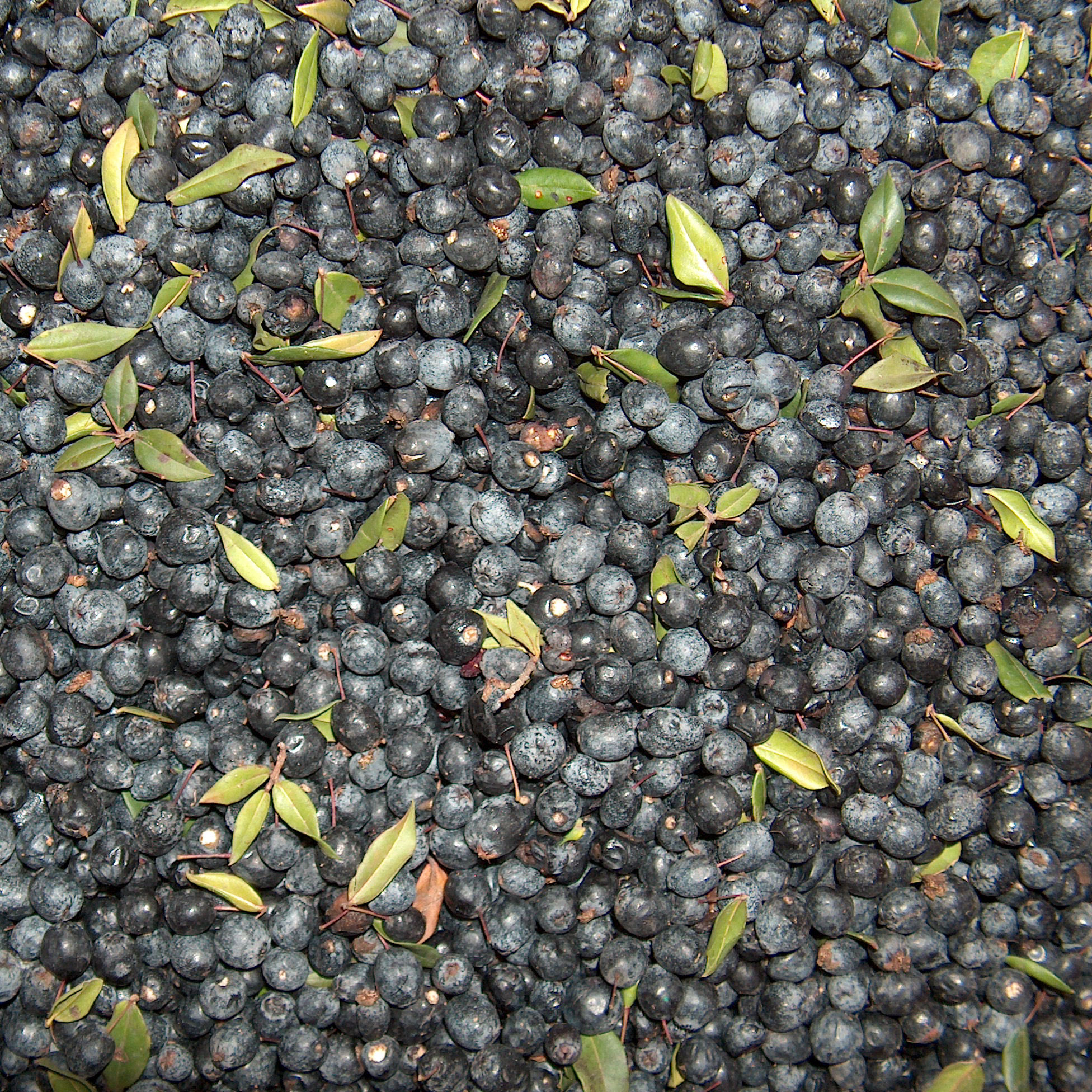 Mirto : venta Mirto / Myrtus communis