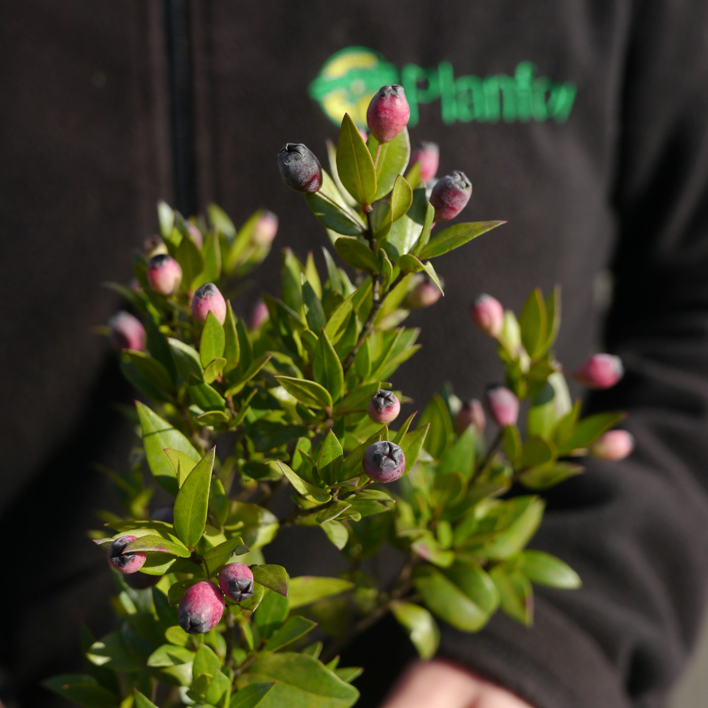 Mirto : venta Mirto / Myrtus communis