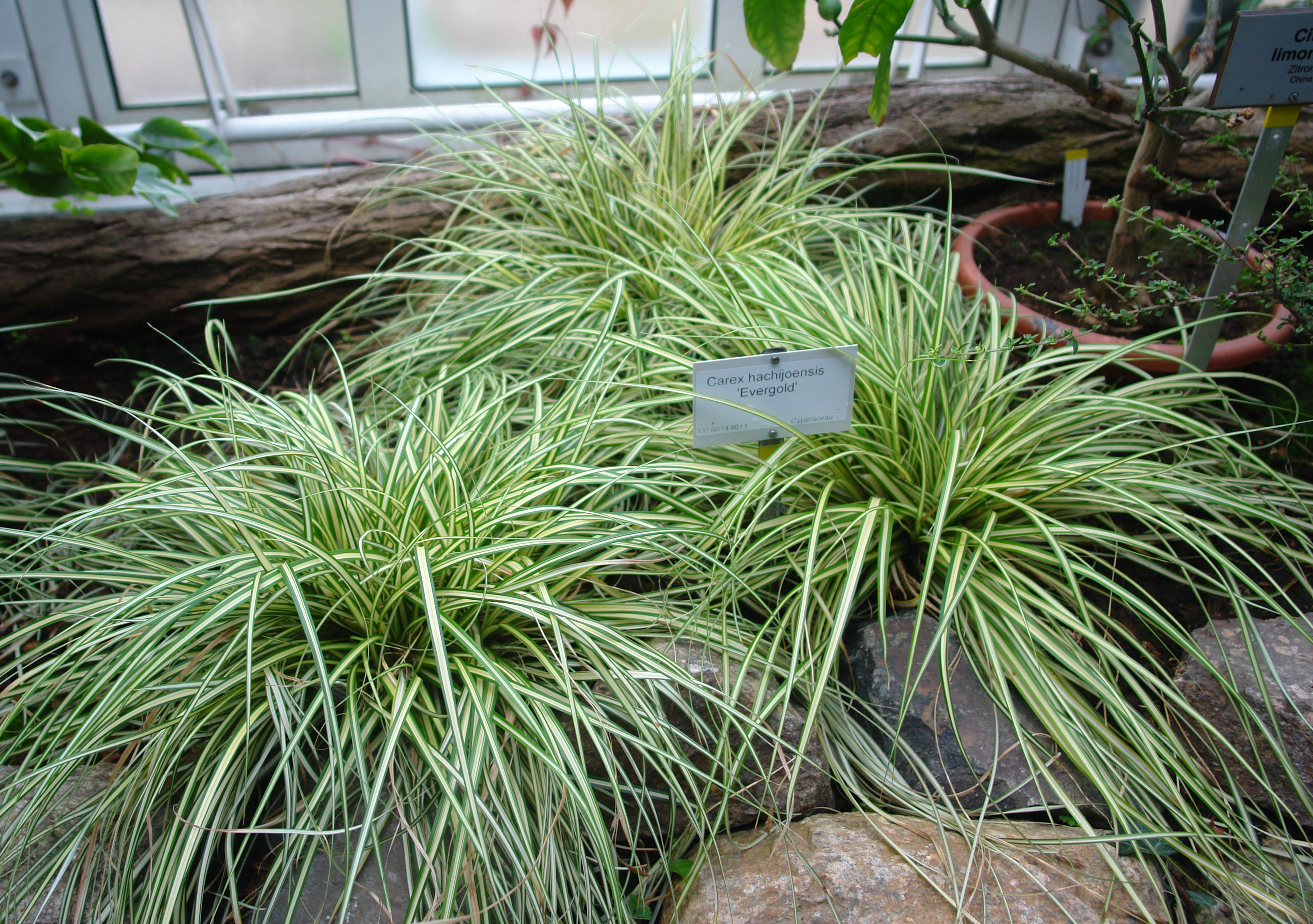 Carex 'Evergold' : venta Carex 'Evergold' / Carex oshimensis Evergold