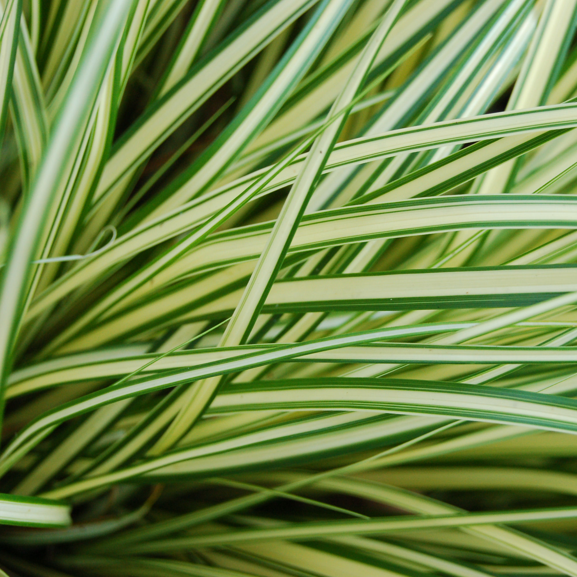 Carex 'Evergold' : venta Carex 'Evergold' / Carex oshimensis Evergold