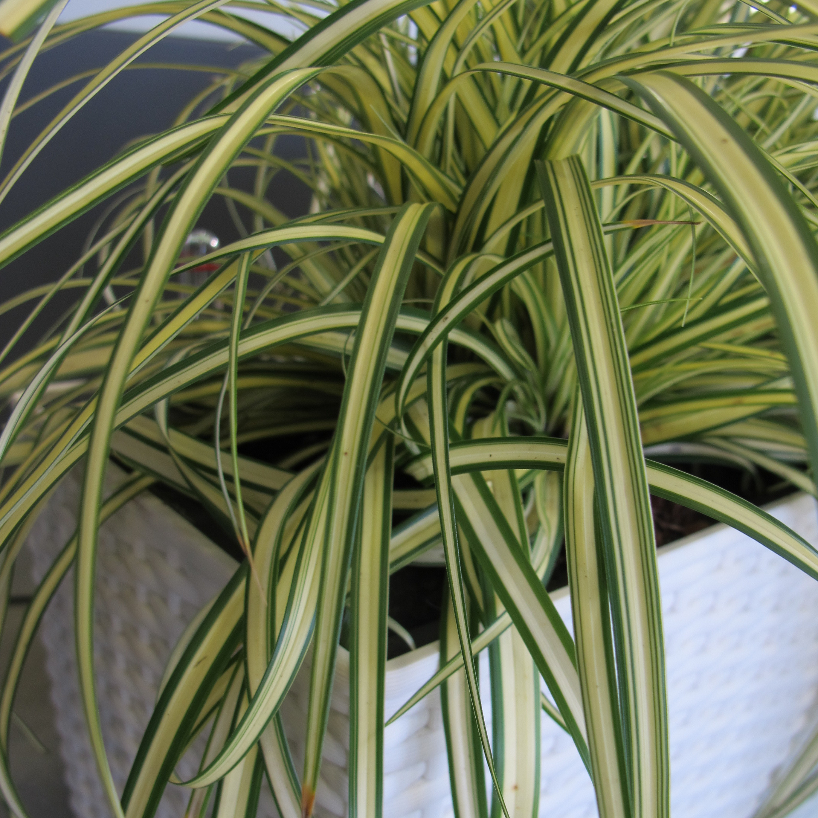 Carex 'Evergold' : venta Carex 'Evergold' / Carex oshimensis Evergold