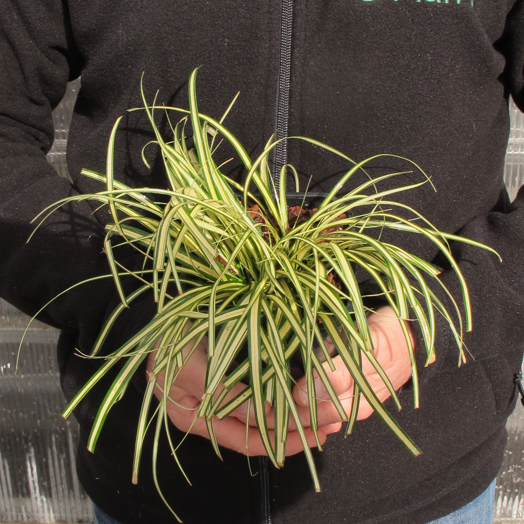 Carex 'Evergold' : venta Carex 'Evergold' / Carex oshimensis Evergold