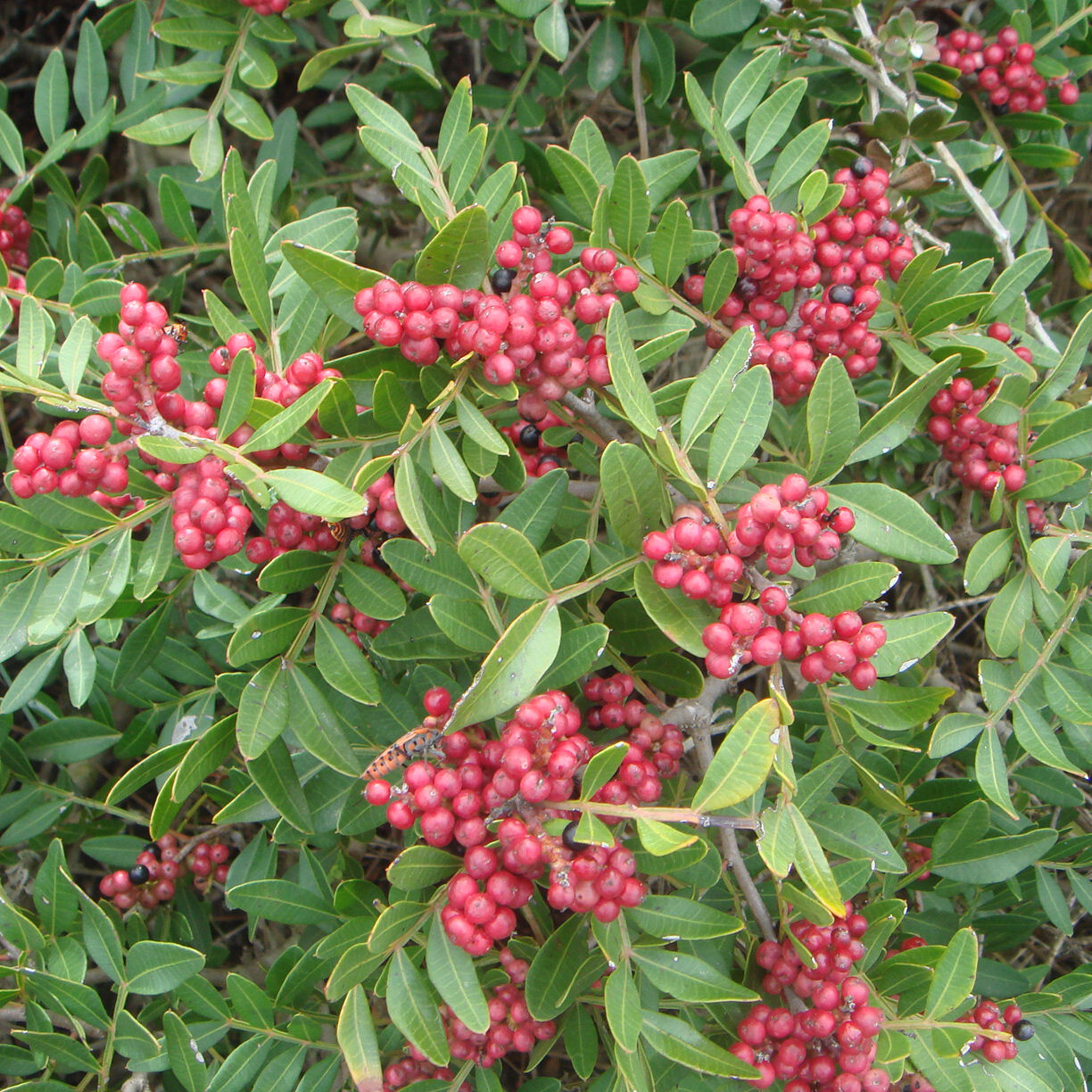 Lentisco : venta Lentisco / Pistacia lentiscus