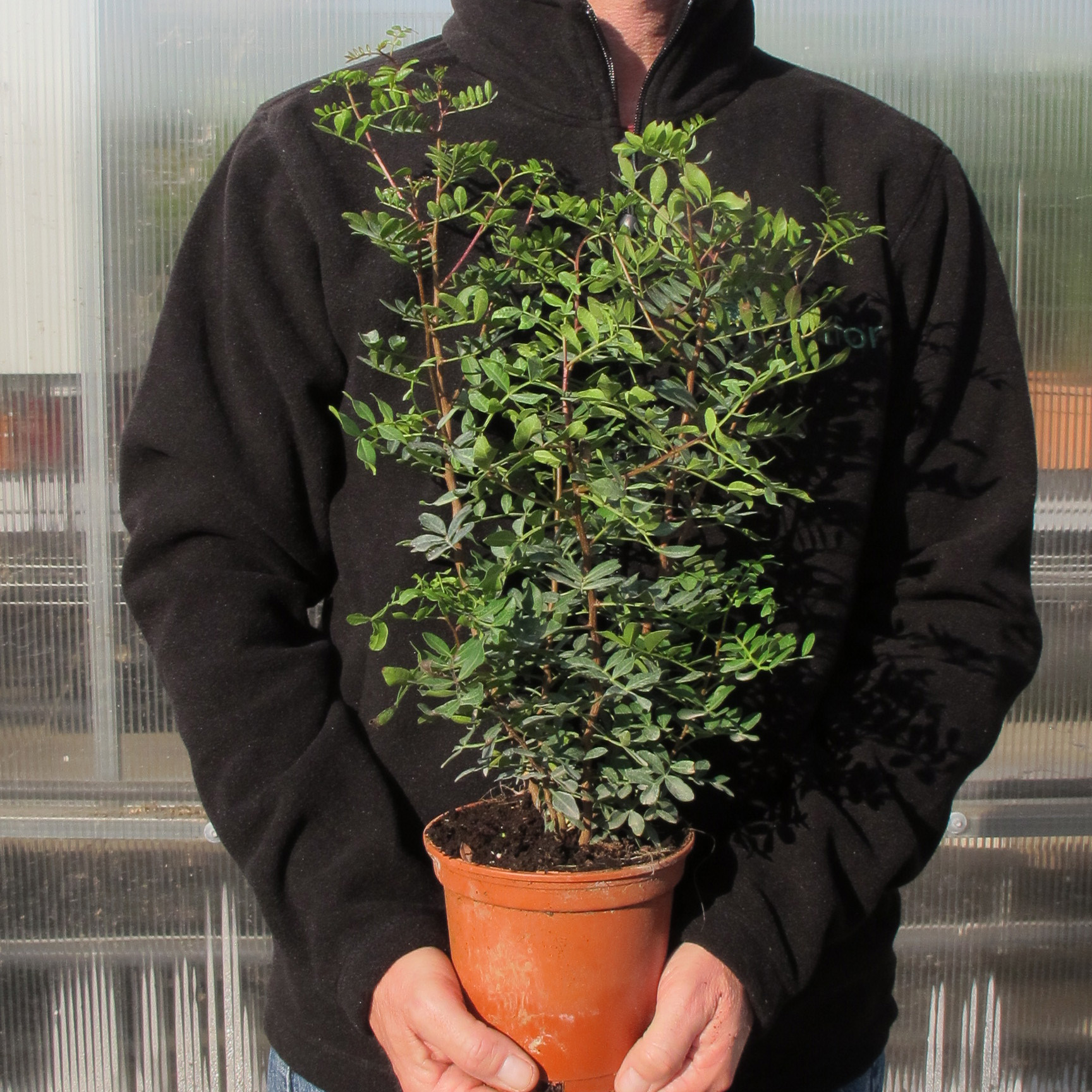 Lentisco : venta Lentisco / Pistacia lentiscus