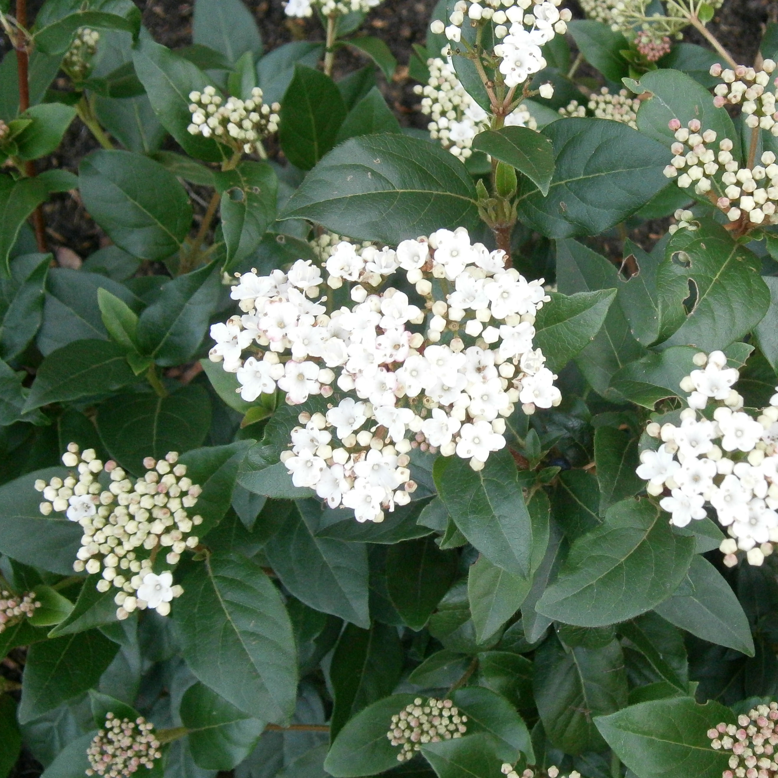 Durillo : venta Durillo / Viburnum tinus