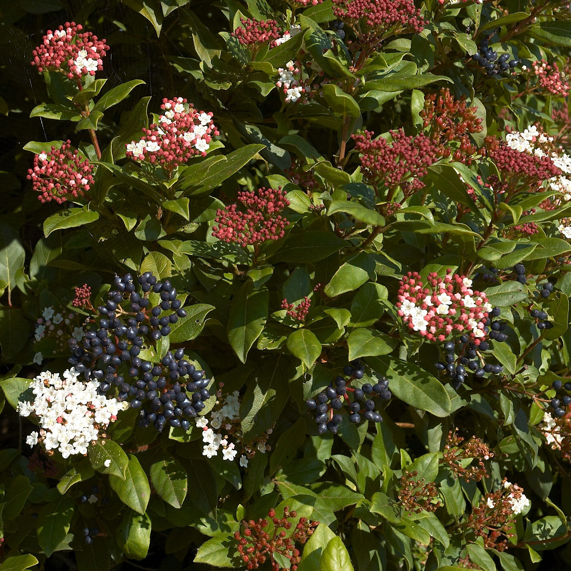 Durillo : venta Durillo / Viburnum tinus