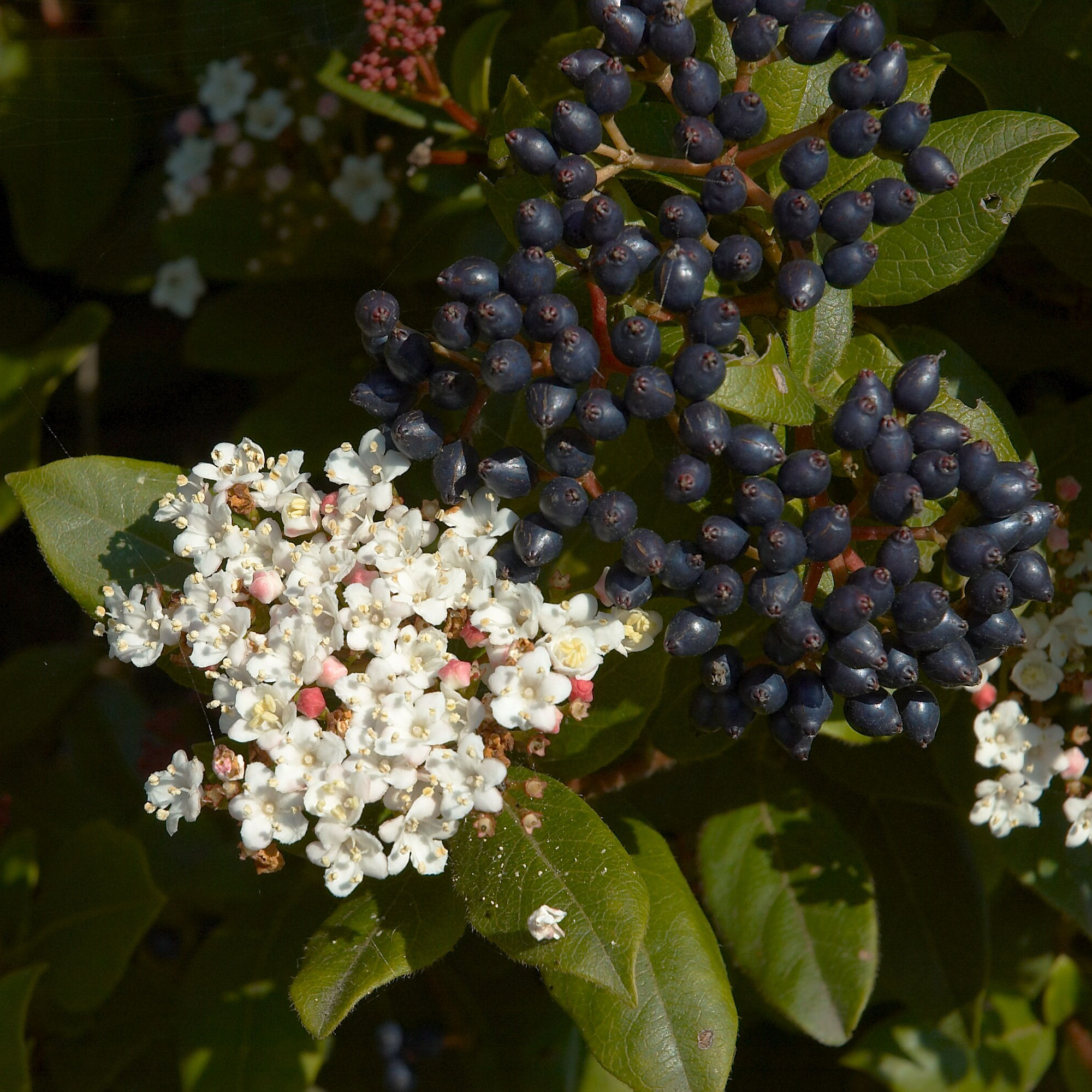 Durillo : venta Durillo / Viburnum tinus