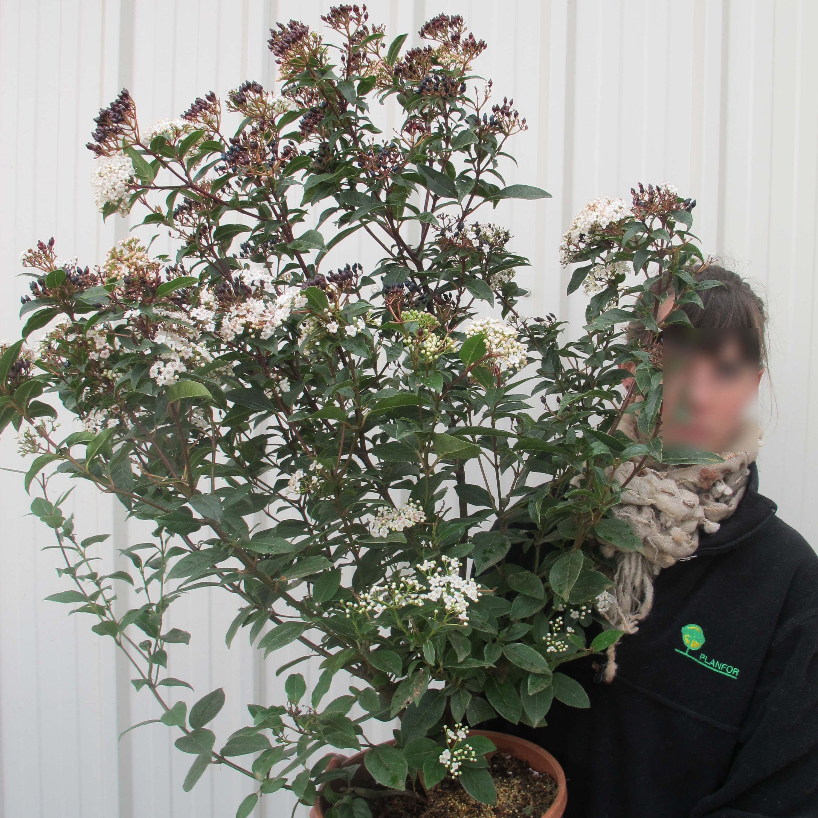 Durillo : venta Durillo / Viburnum tinus