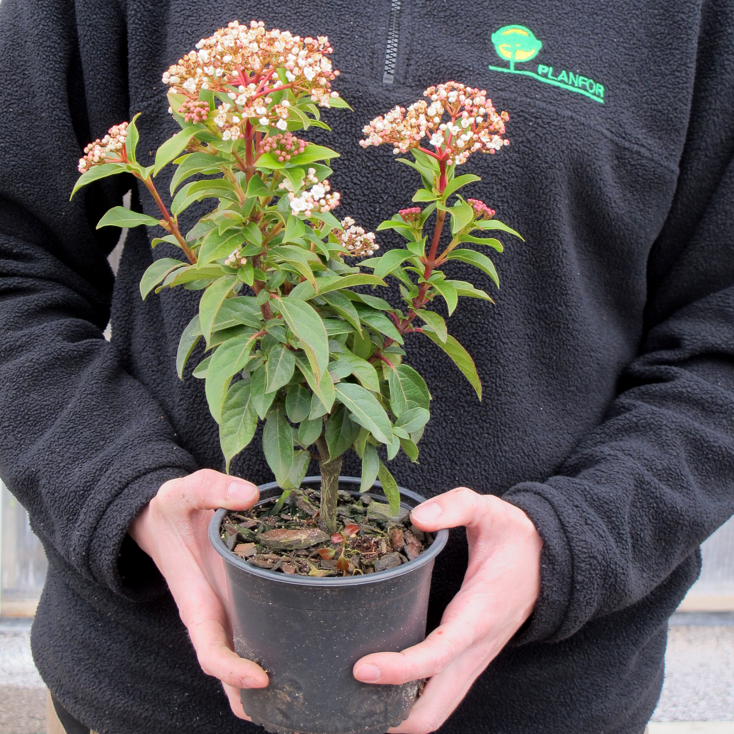 Durillo : venta Durillo / Viburnum tinus