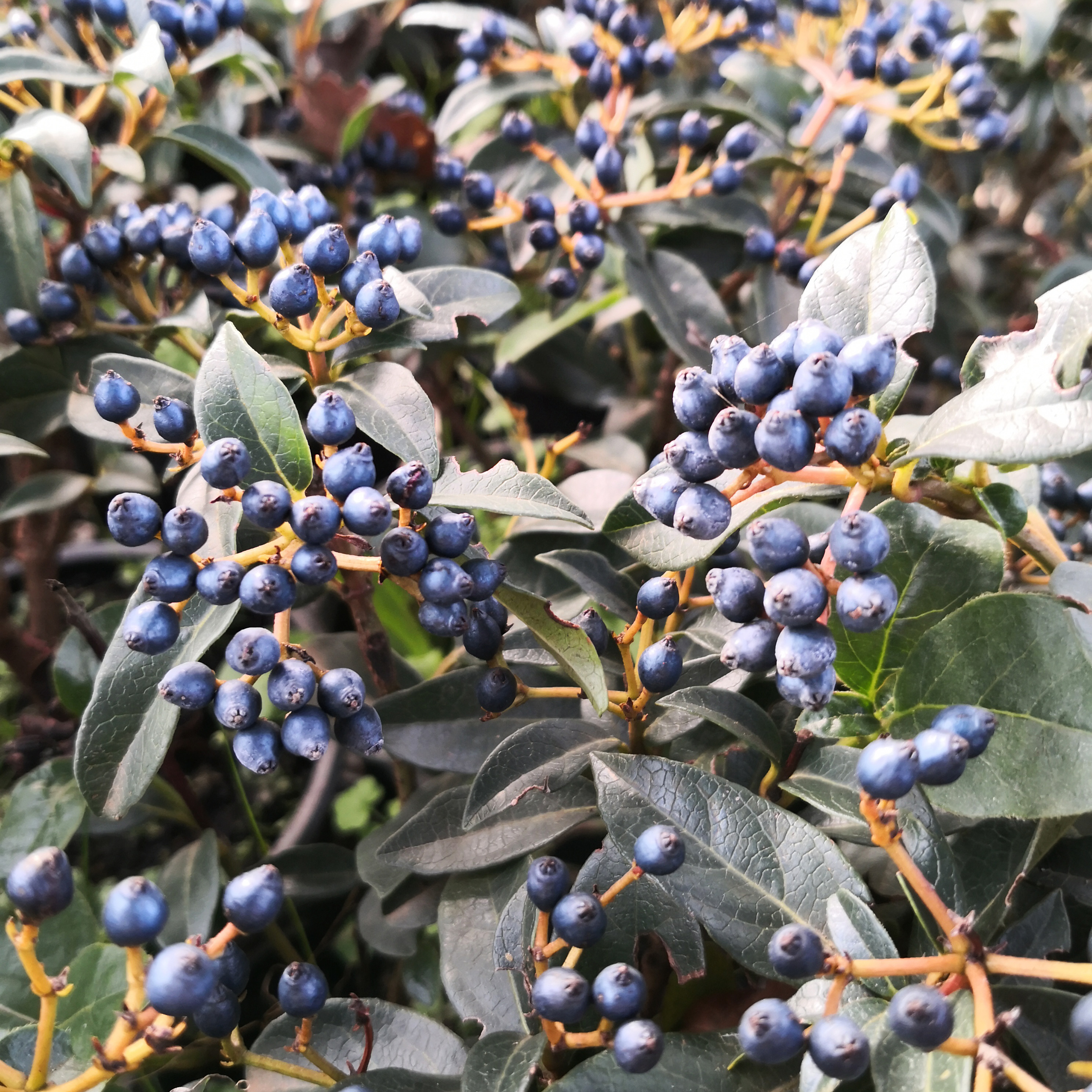 Durillo : venta Durillo / Viburnum tinus