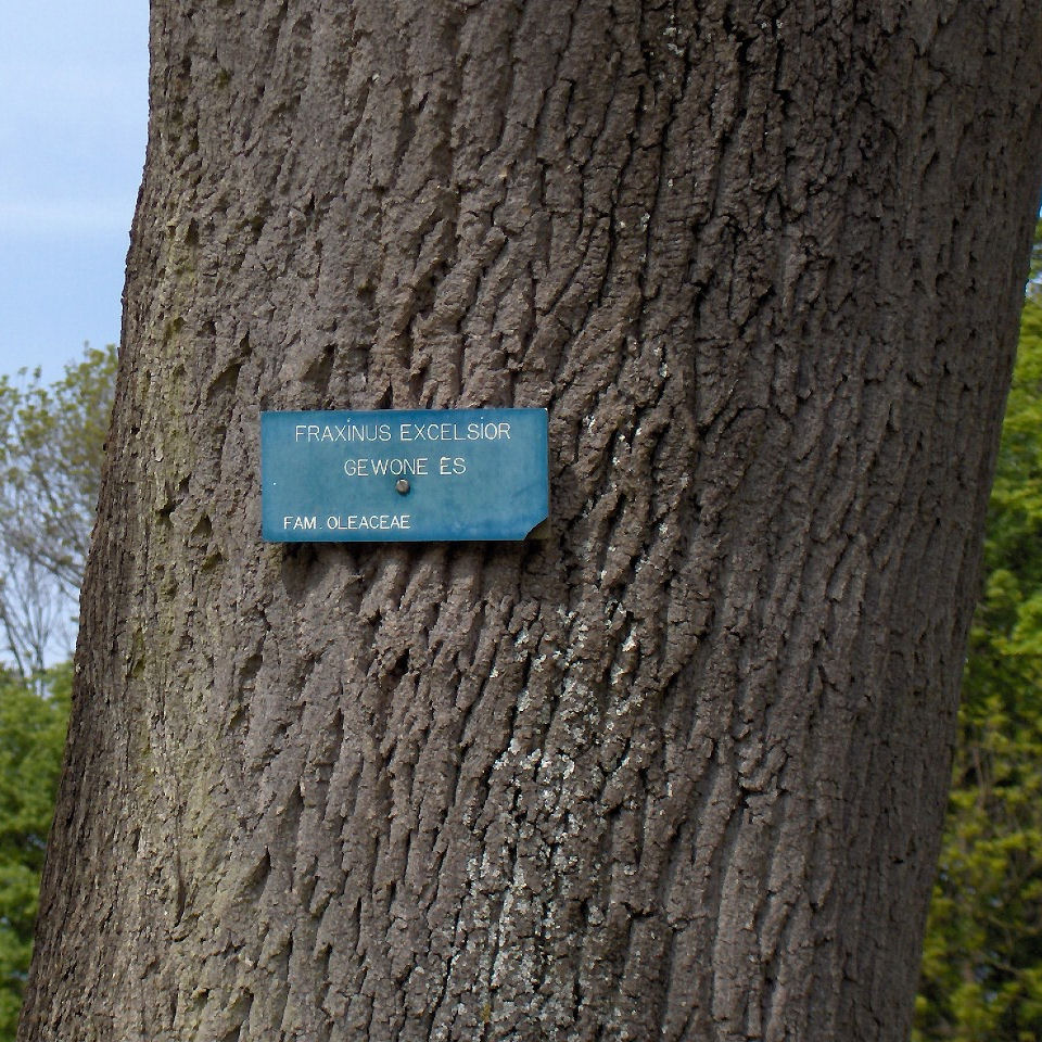 Fresno común : venta Fresno común / Fraxinus excelsior