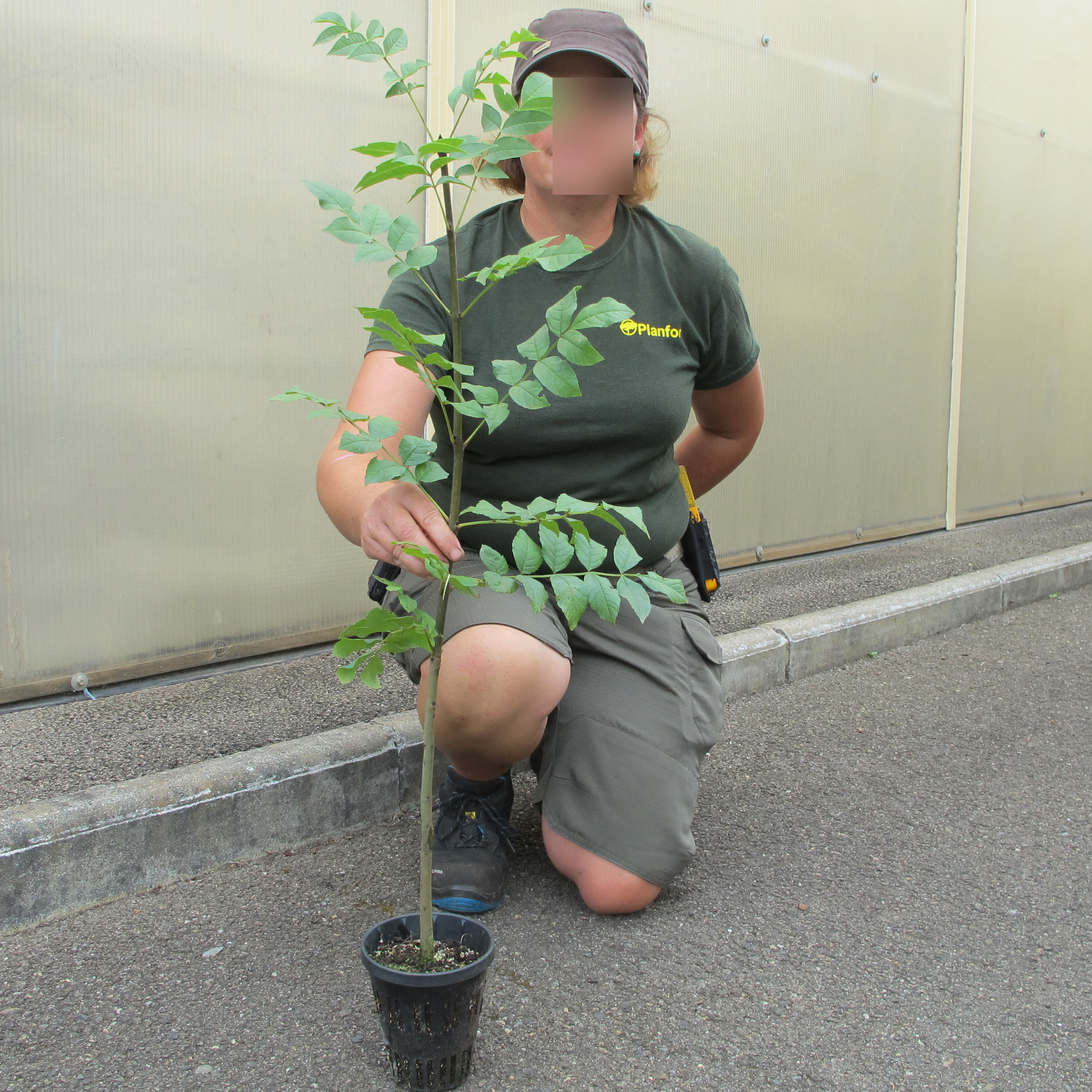 Fresno común : venta Fresno común / Fraxinus excelsior