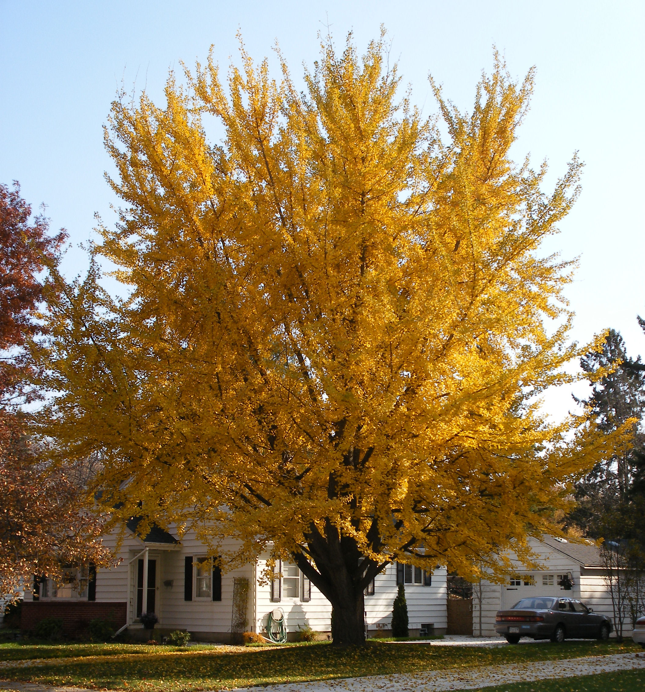 Gingo : venta Gingo / Ginkgo biloba