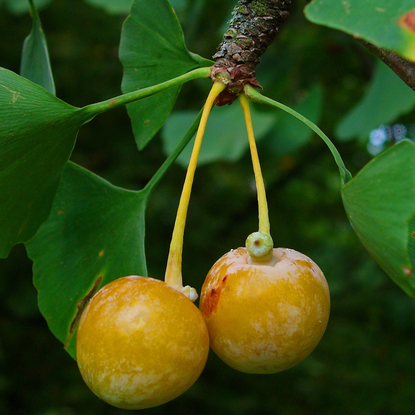 Gingo : venta Gingo / Ginkgo biloba