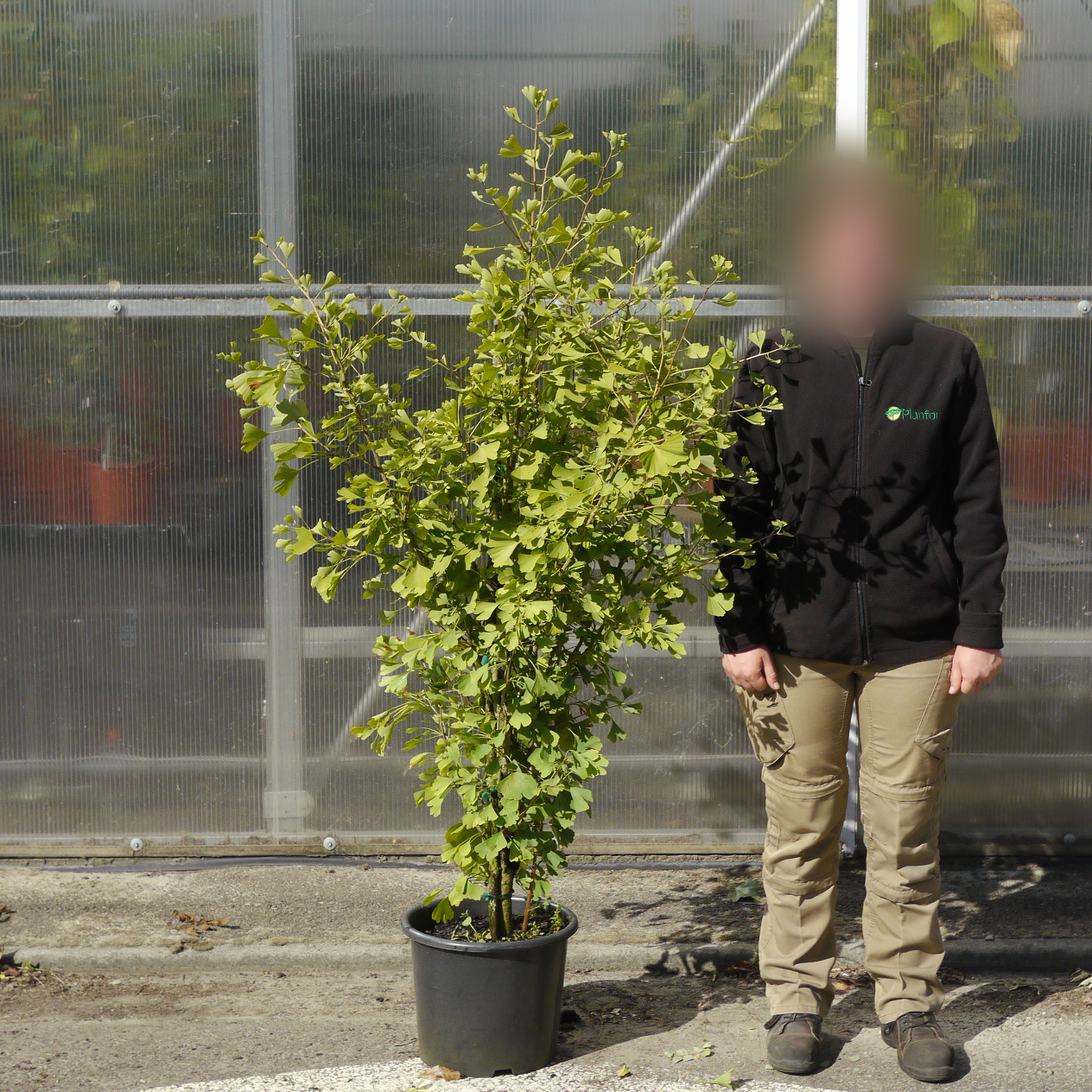 Gingo : venta Gingo / Ginkgo biloba