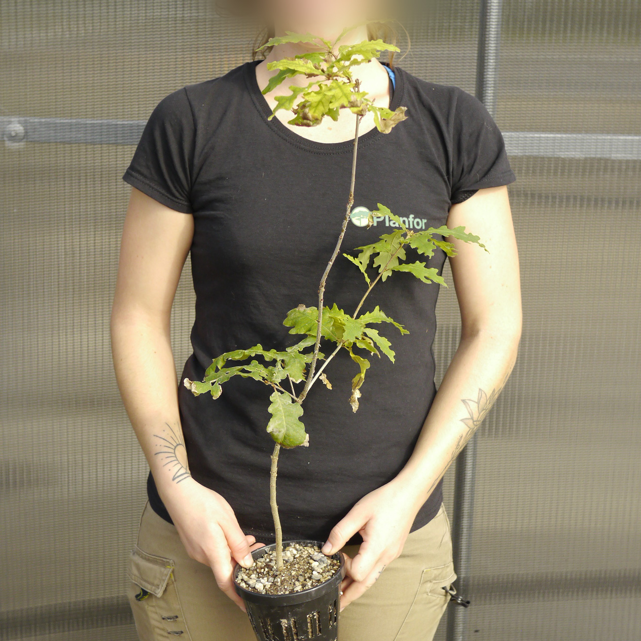 Roble pubescente Trufero - Tuber Melanosporum : venta Roble pubescente ...