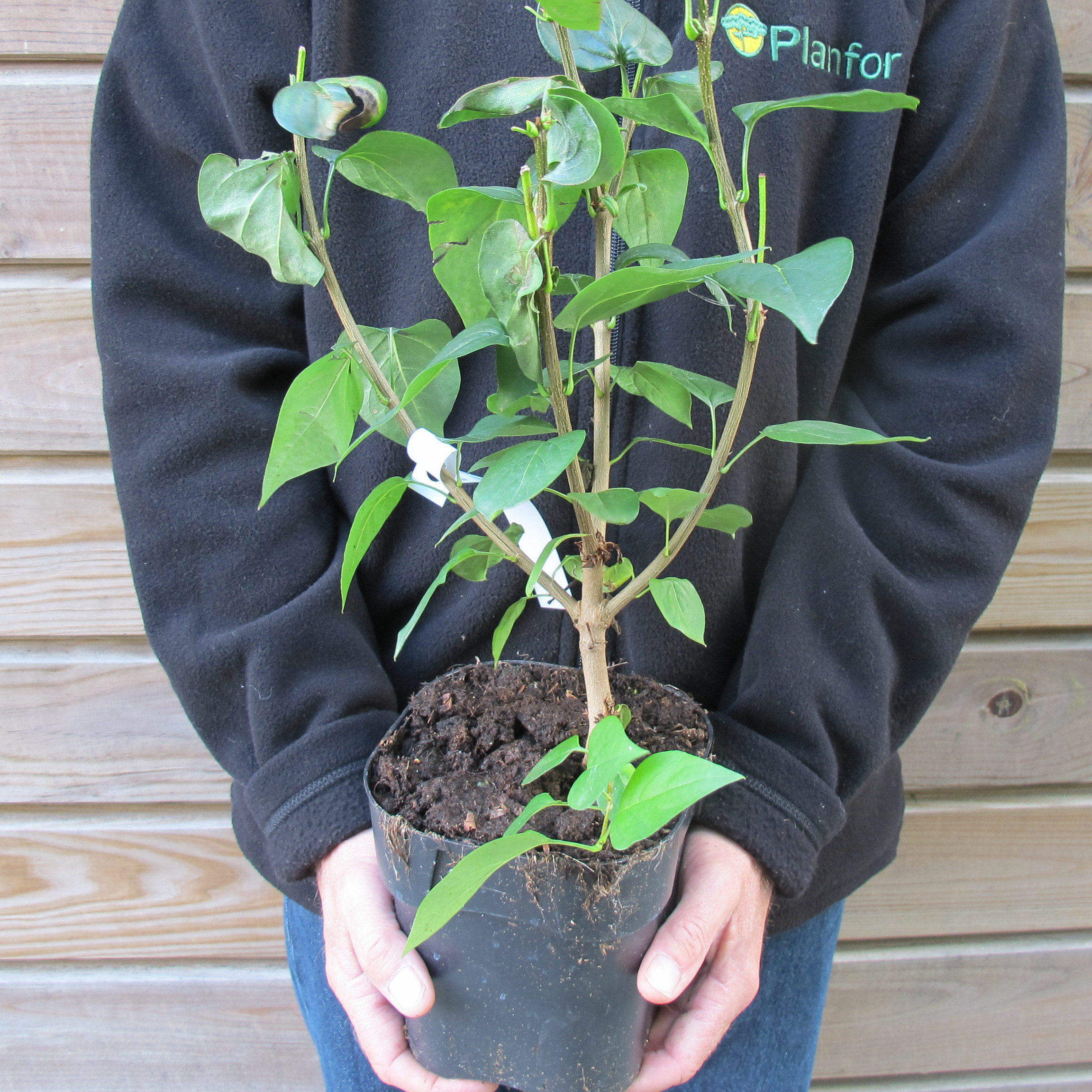 Lila blanco : venta Lila blanco / Syringa vulgaris alba