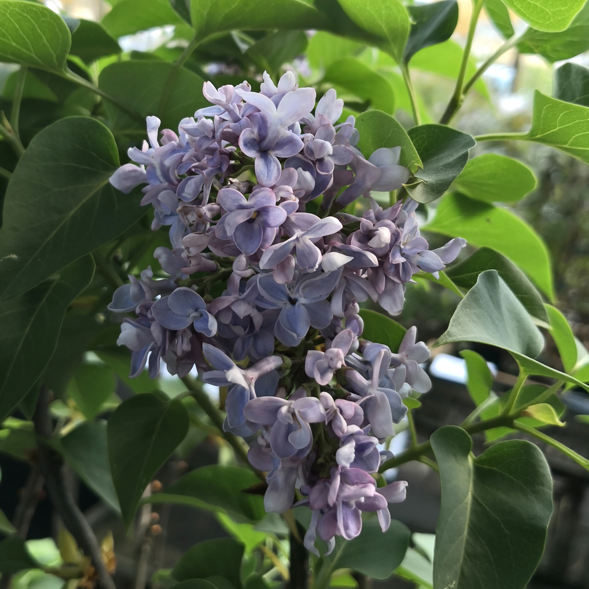 Lila azul : venta Lila azul / Syringa vulgaris hyacintho