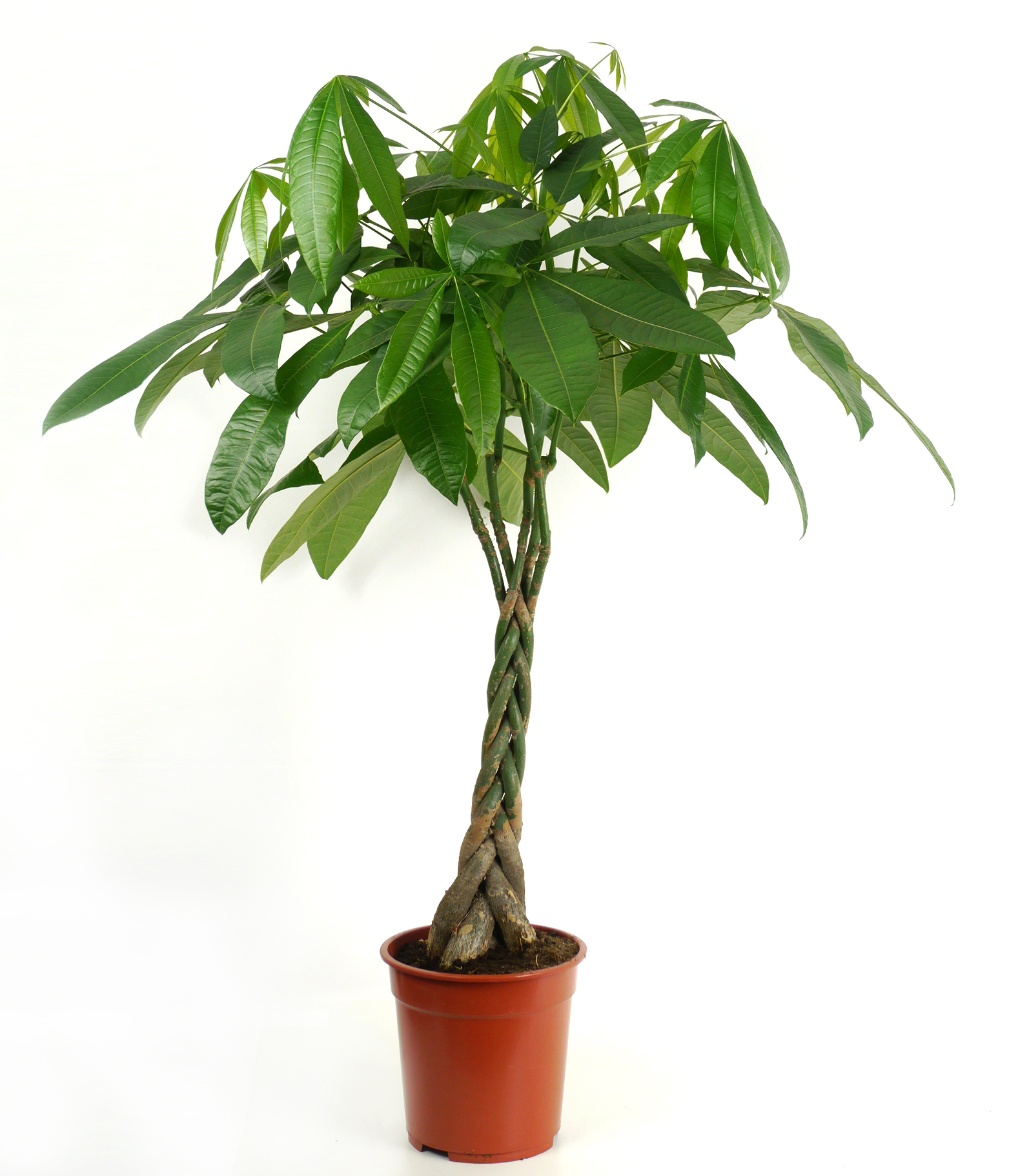 Pachira : venta Pachira / Pachira aquatica