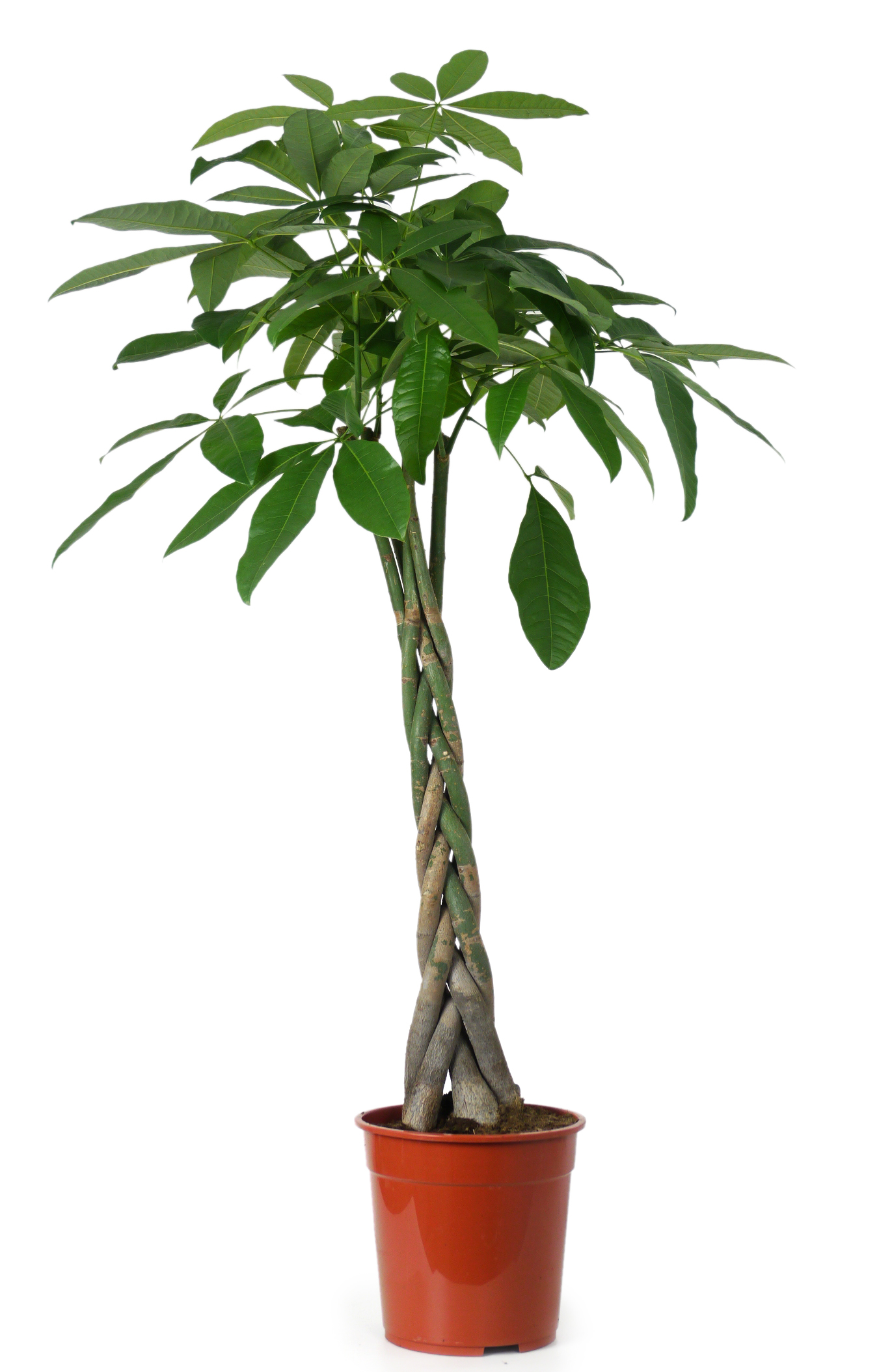 Pachira : venta Pachira / Pachira aquatica