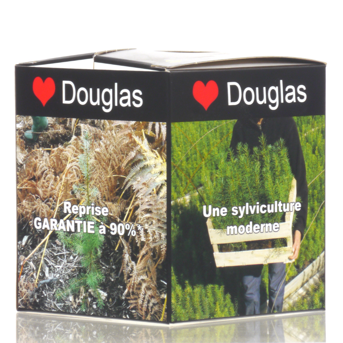 Abeto de Douglas : venta Abeto de Douglas / Pseudotsuga menziesii