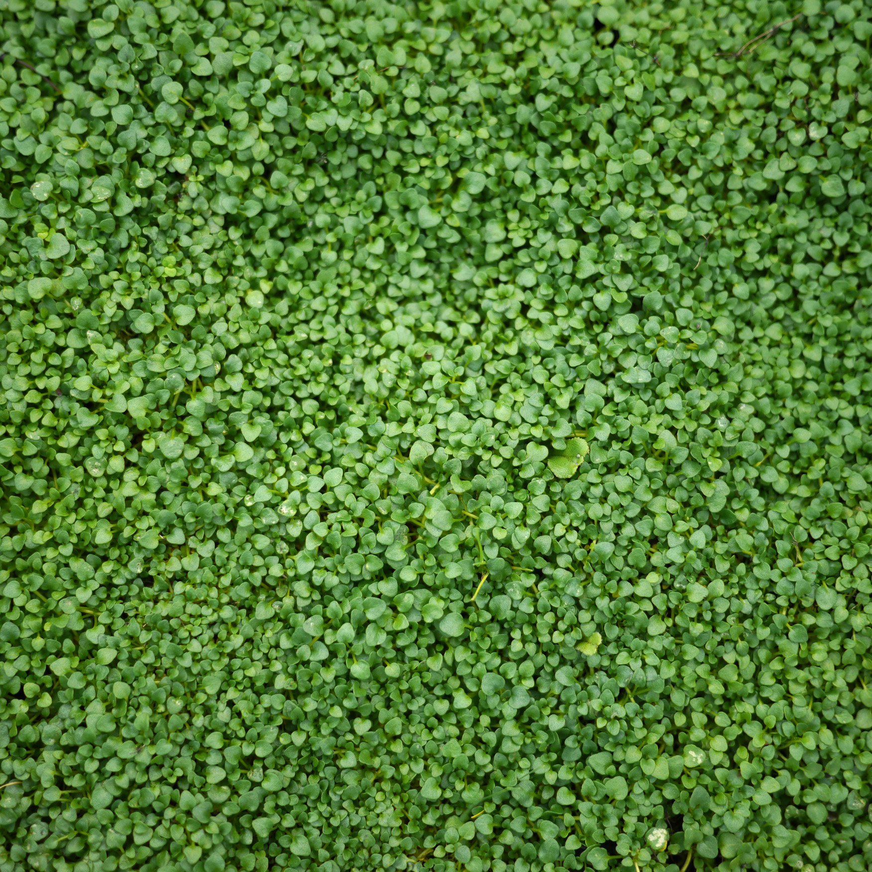 Menta de Córcega cubresuelo : venta Menta de Córcega cubresuelo ...