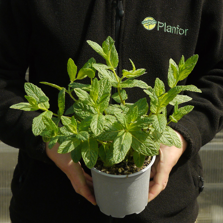 Menta piperita : venta Menta piperita / Mentha piperita