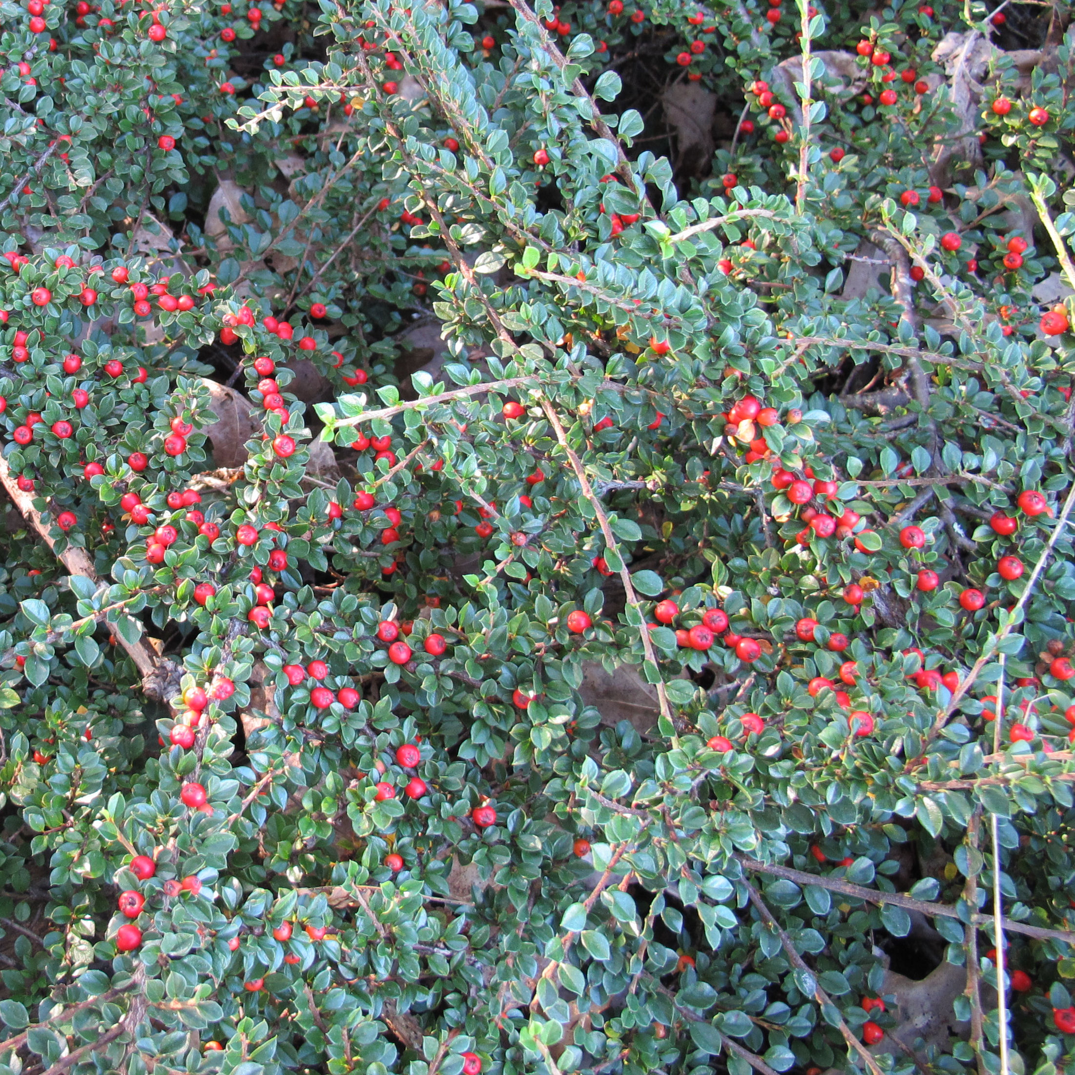 Cotoneaster horizontal : venta Cotoneaster horizontal / Cotoneaster ...