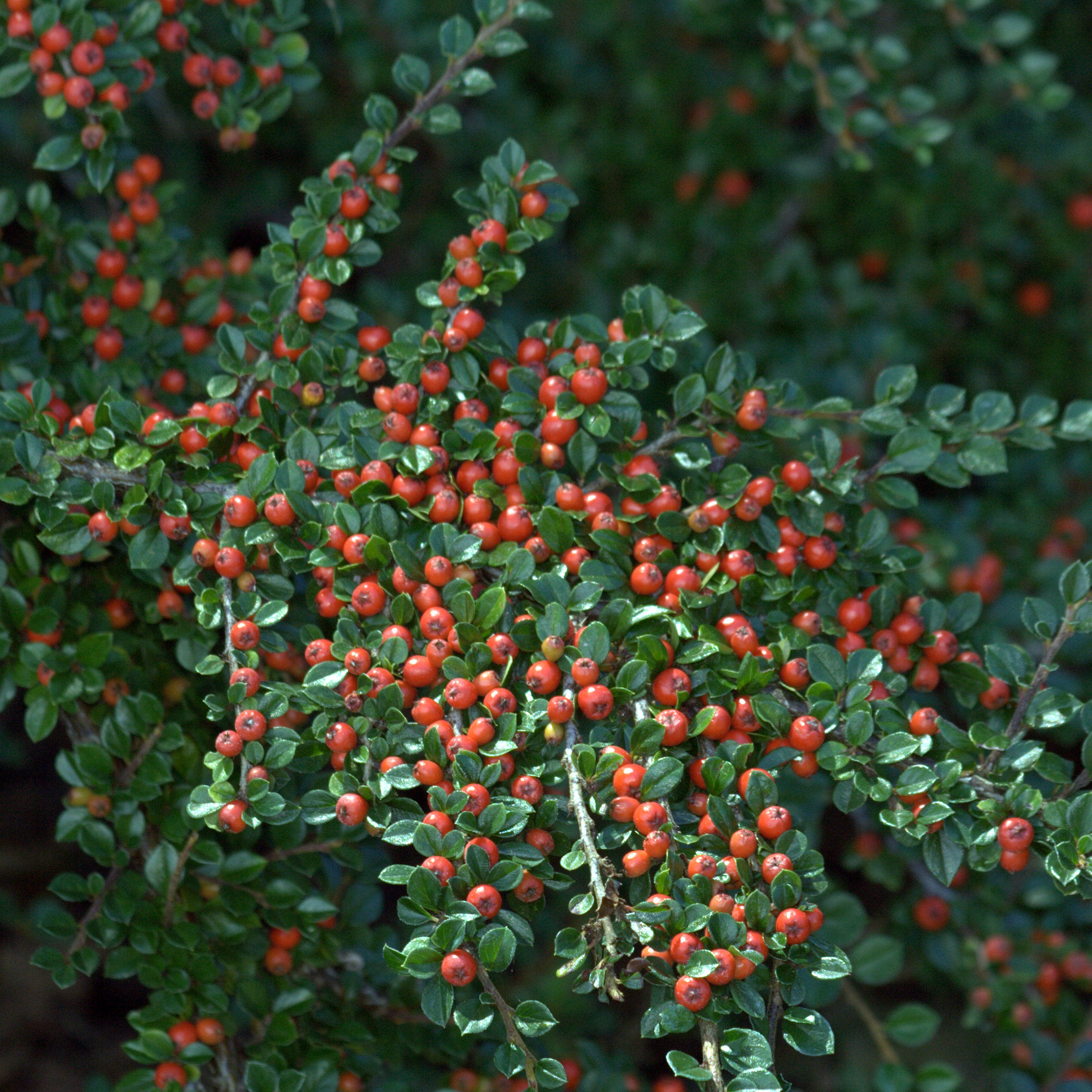 Cotoneaster horizontal : venta Cotoneaster horizontal / Cotoneaster ...