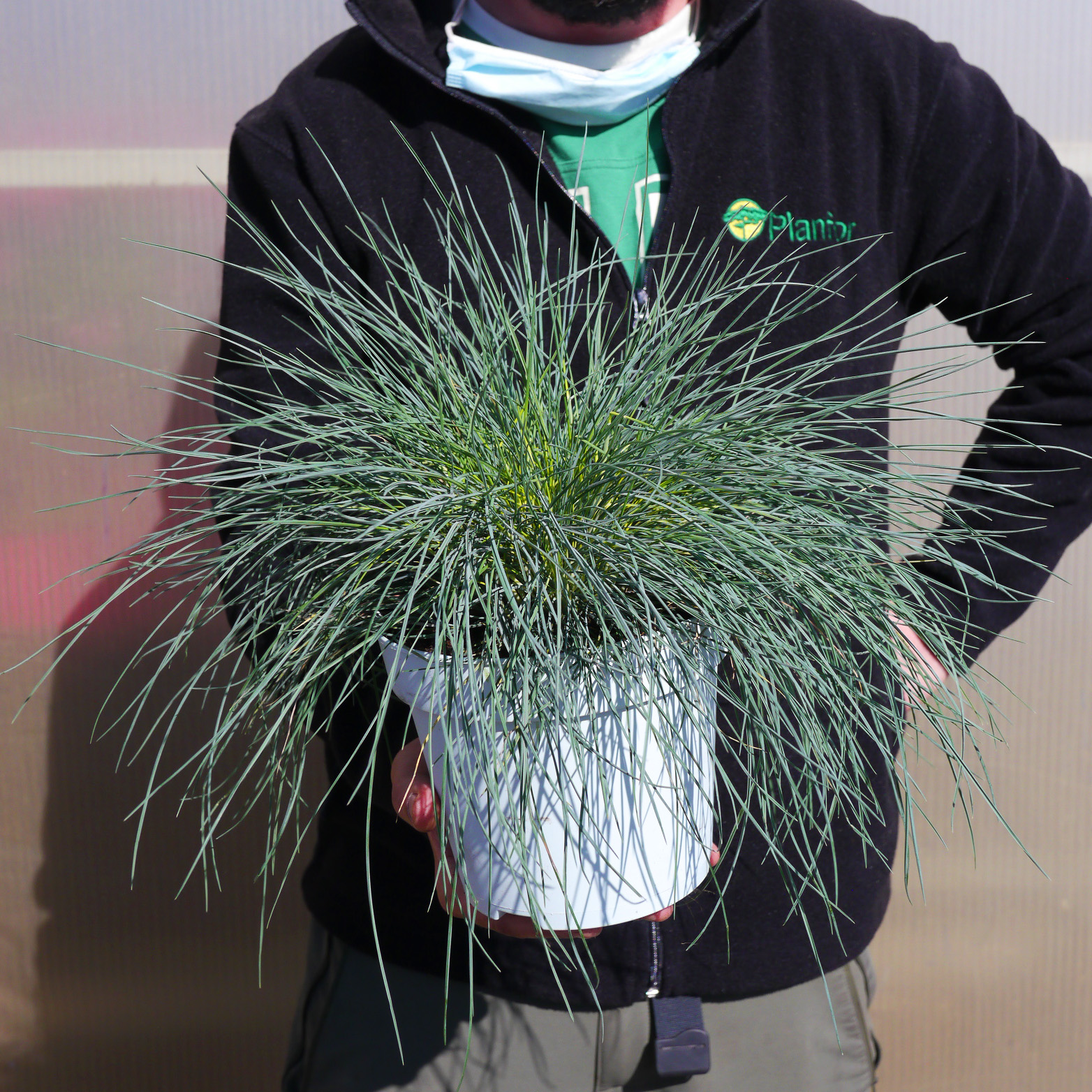 Festuca azul : venta Festuca azul / Festuca glauca Elijah Blue