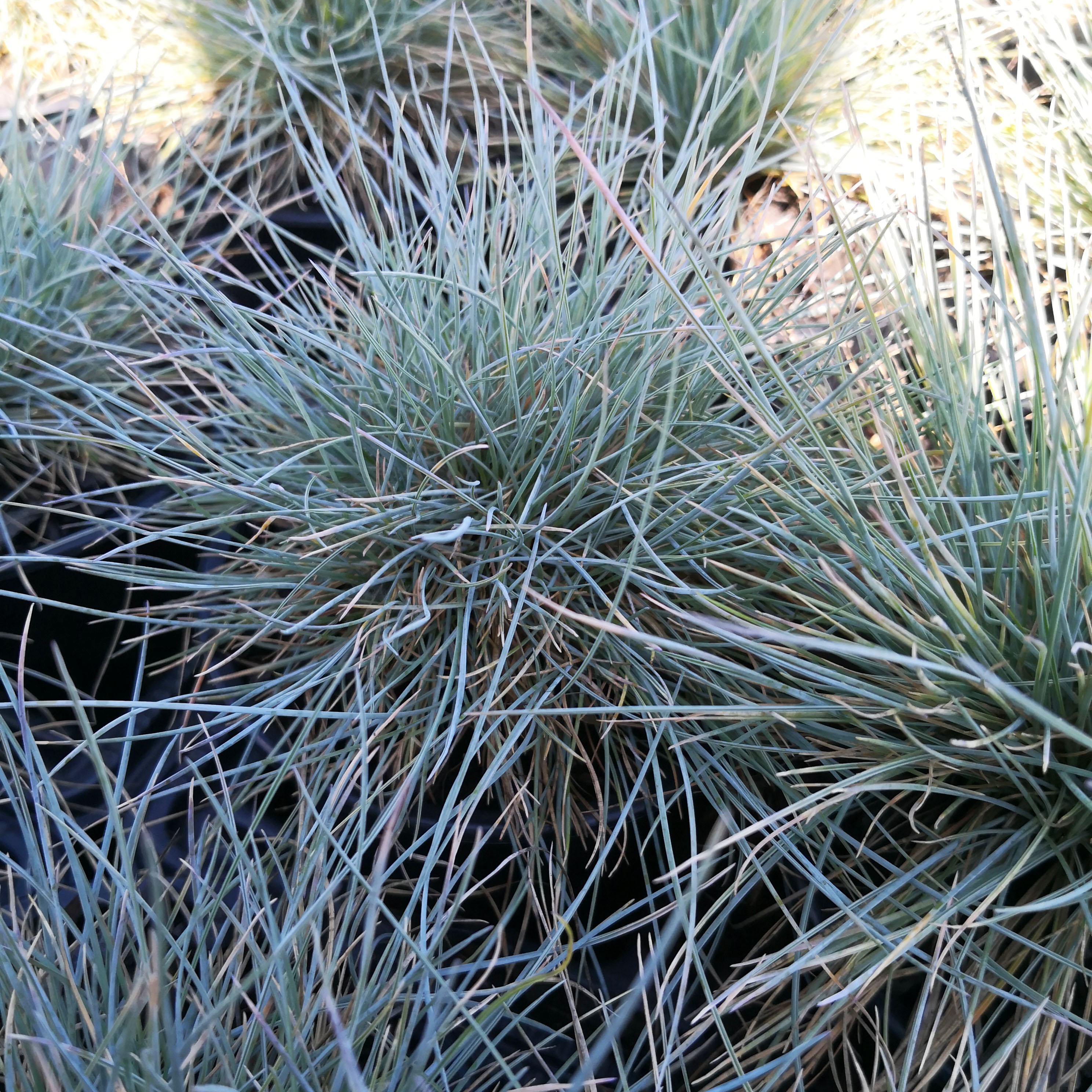 Festuca azul : venta Festuca azul / Festuca glauca Elijah Blue