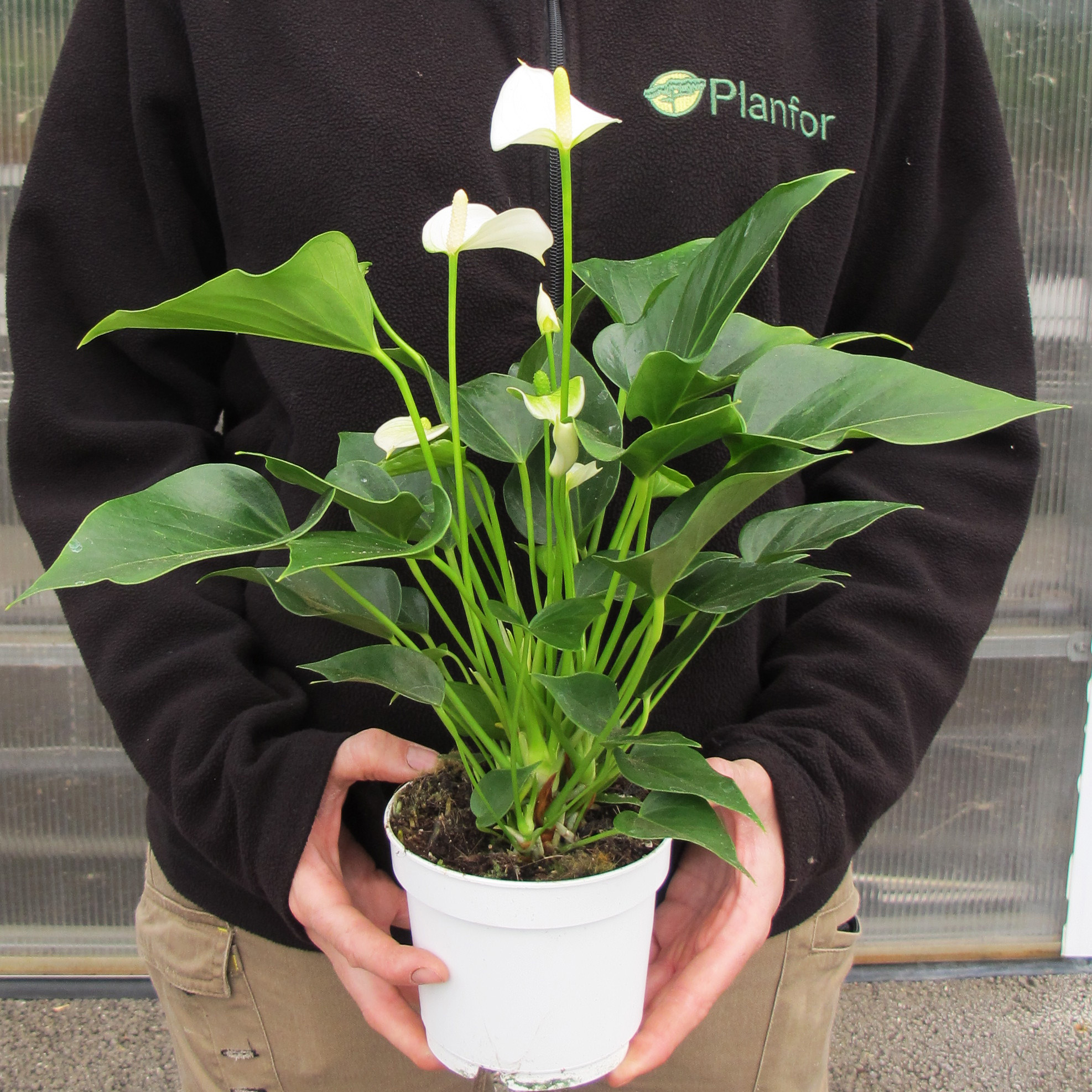 Anturio de flores blancas : venta Anturio de flores blancas / Anthurium ...
