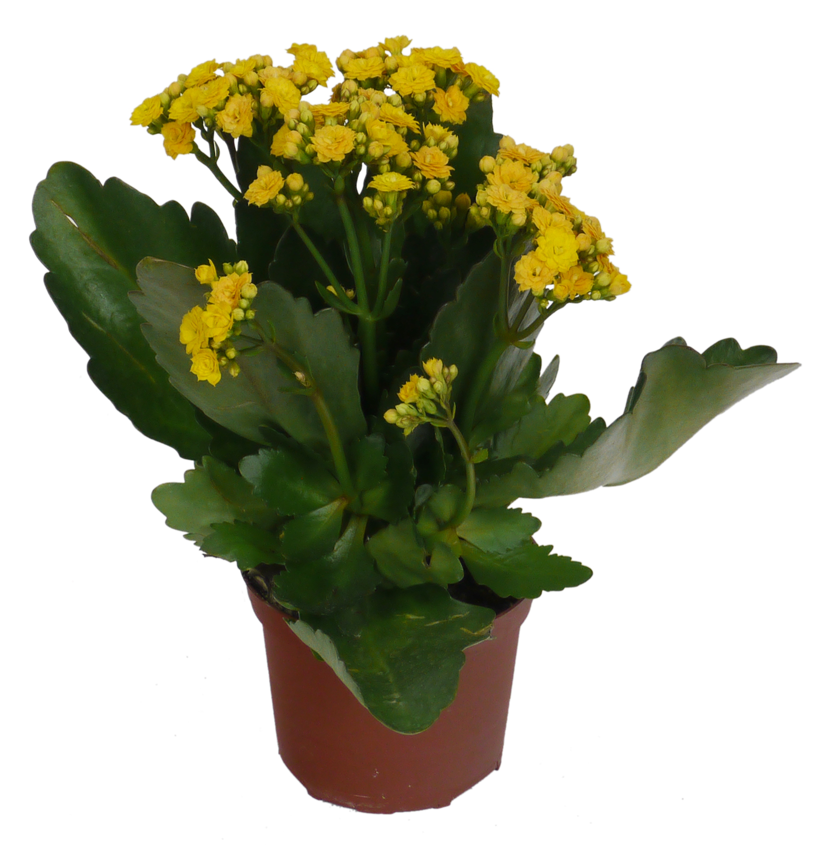 Kalanchoe con flores amarillas : venta Kalanchoe con flores amarillas ...
