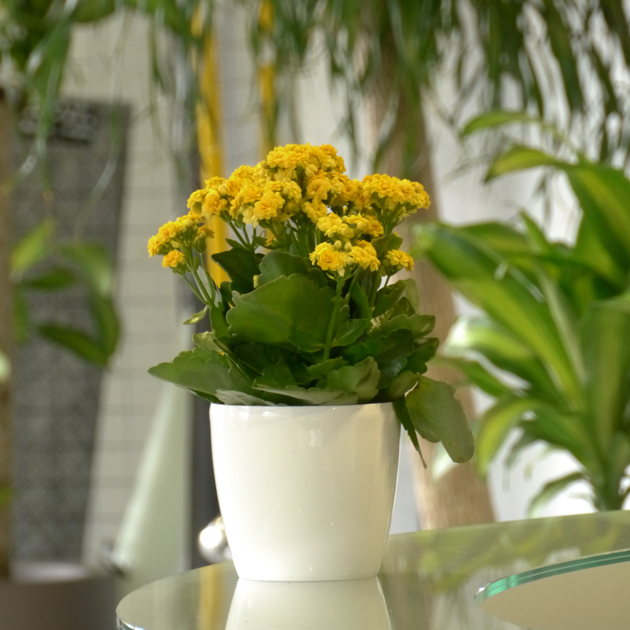 Kalanchoe con flores amarillas : venta Kalanchoe con flores amarillas ...