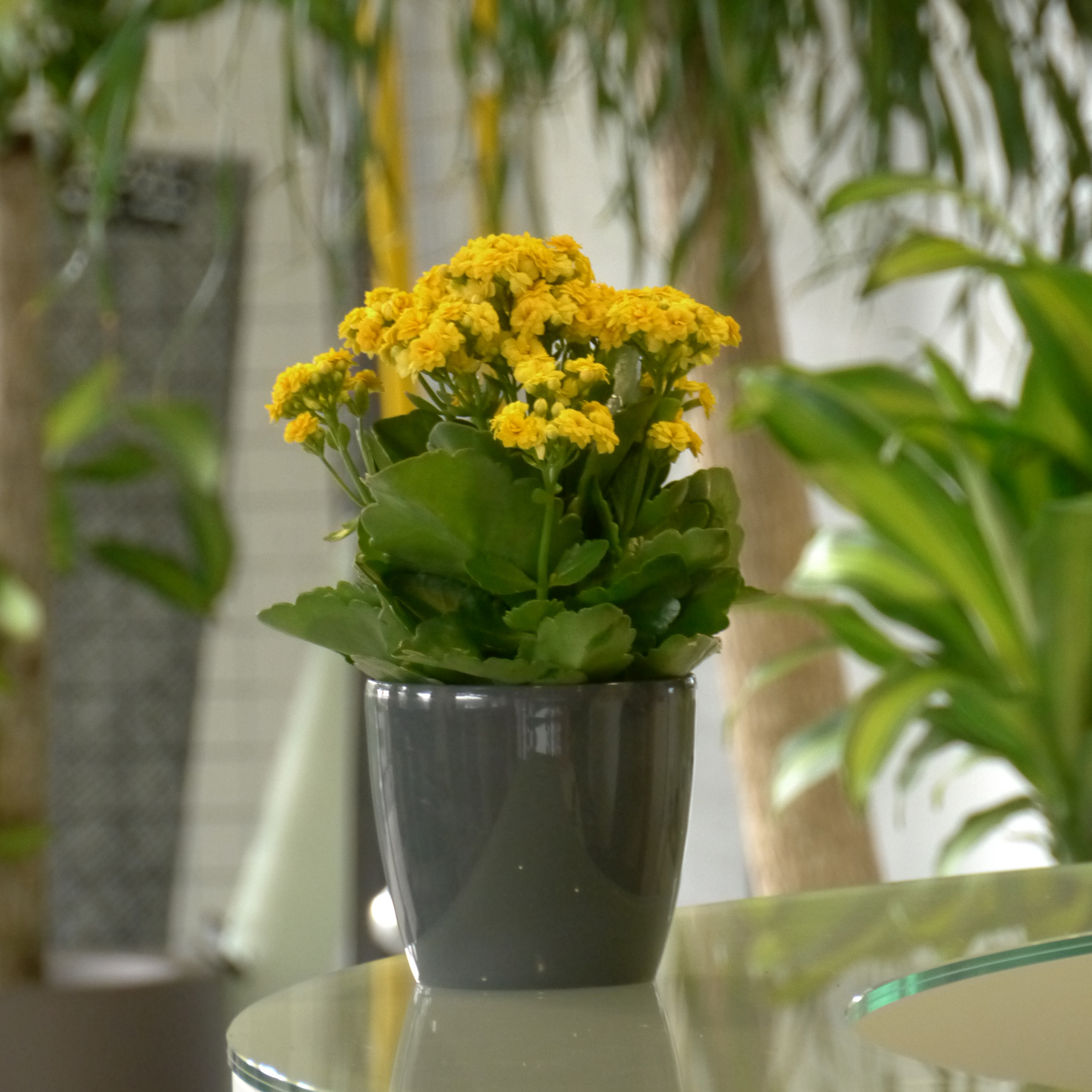 Kalanchoe con flores amarillas : venta Kalanchoe con flores amarillas ...