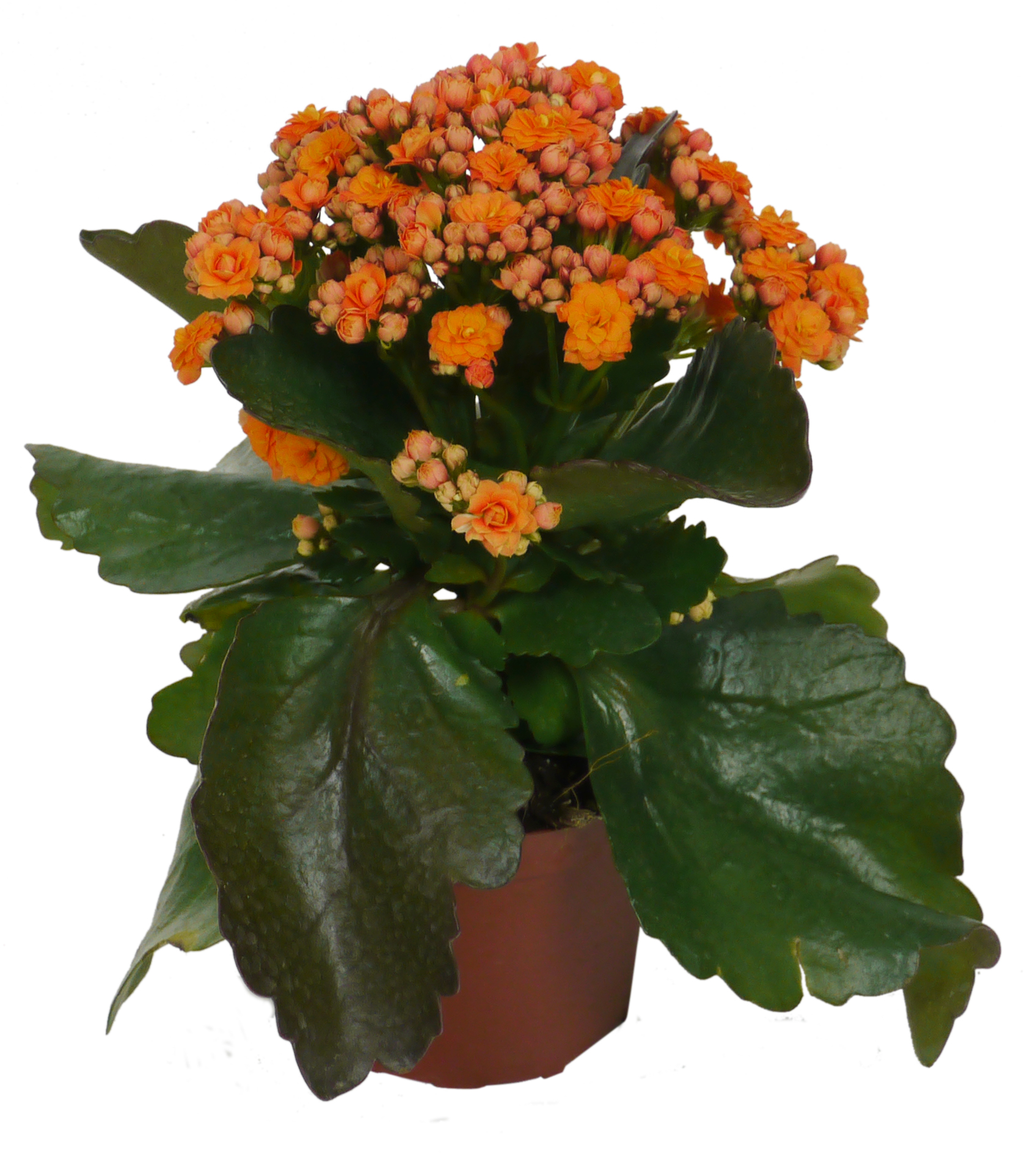 Kalanchoe con flores naranjas : venta Kalanchoe con flores naranjas ...