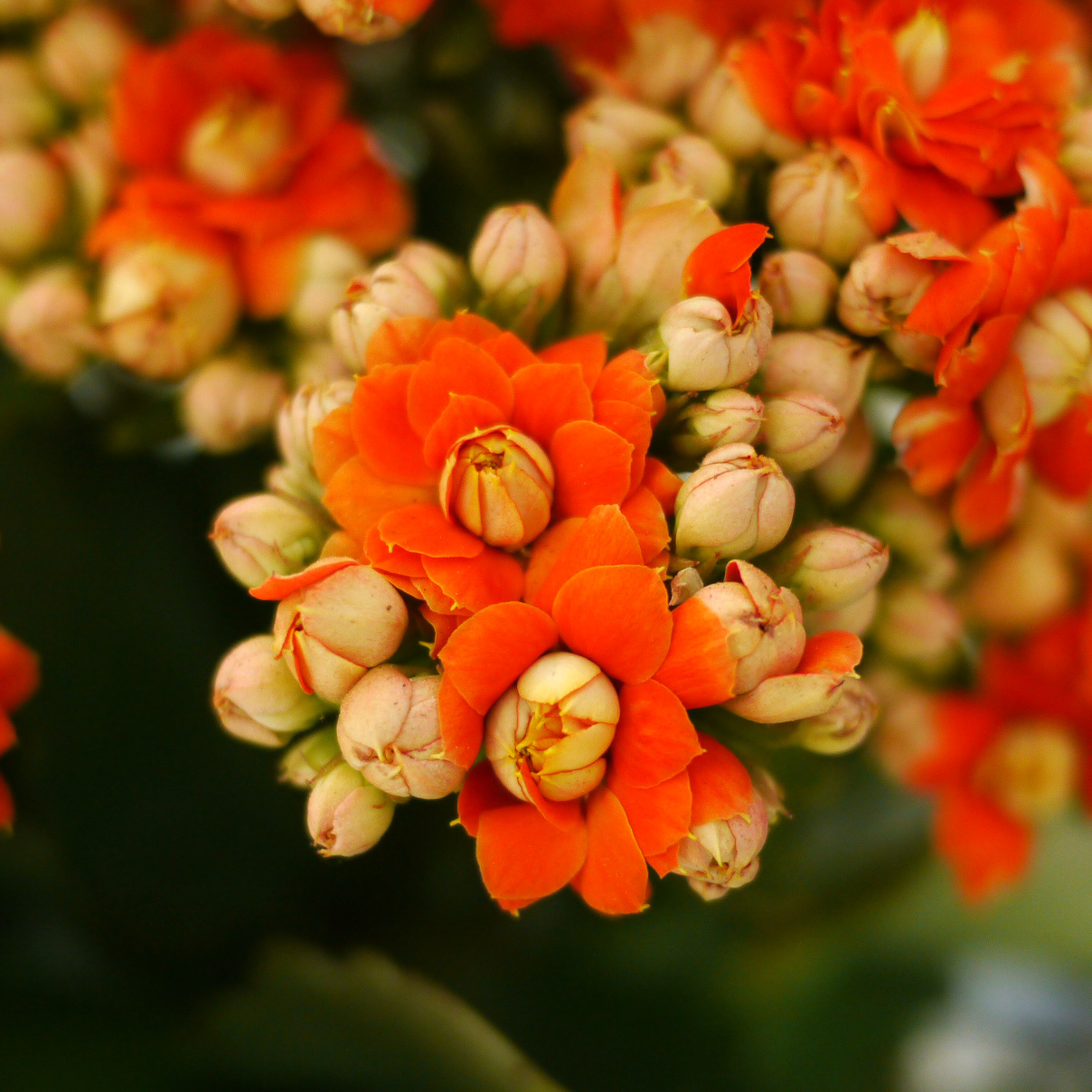 Kalanchoe con flores naranjas : venta Kalanchoe con flores naranjas ...